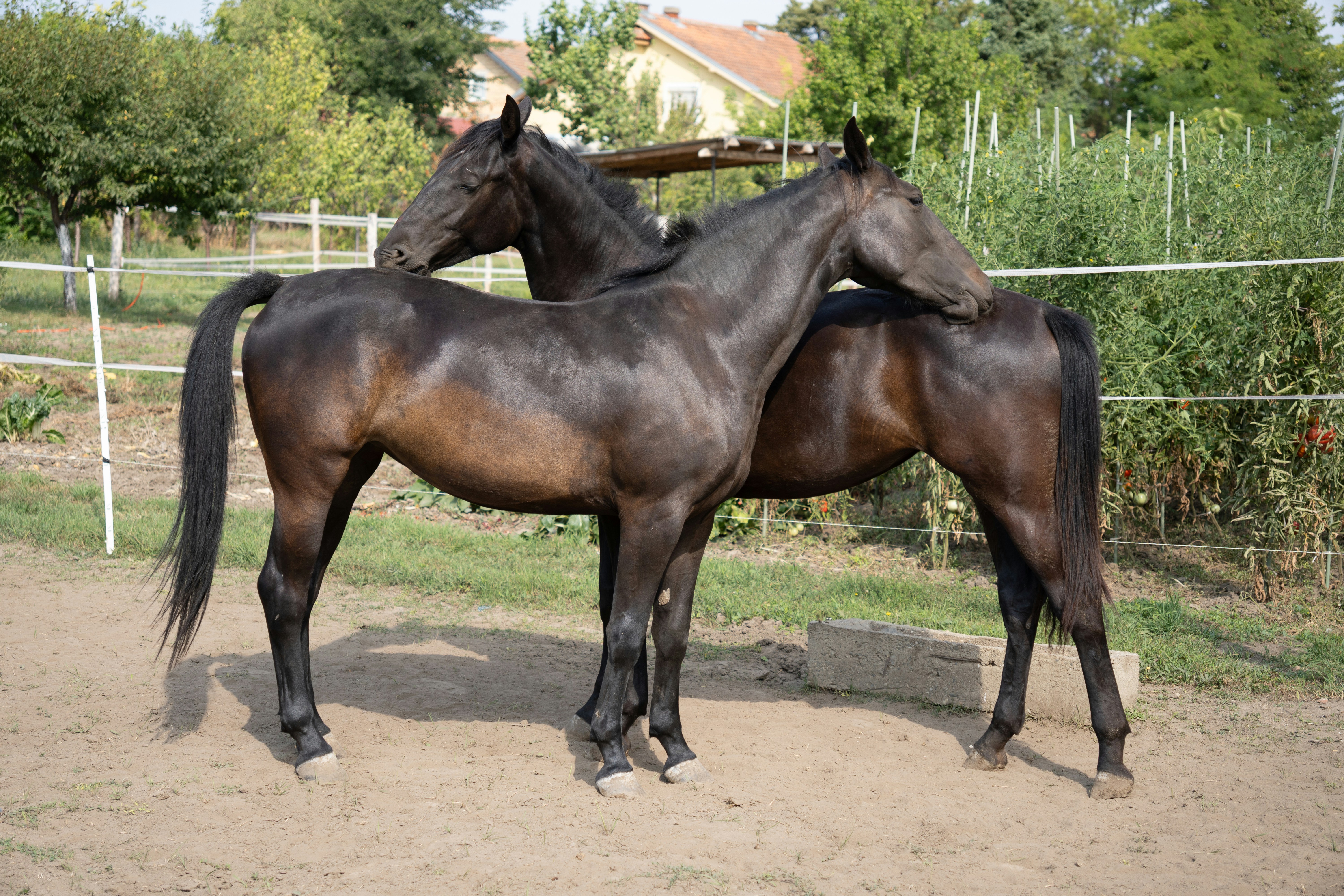 Equine Embrace: A Moment of Connection