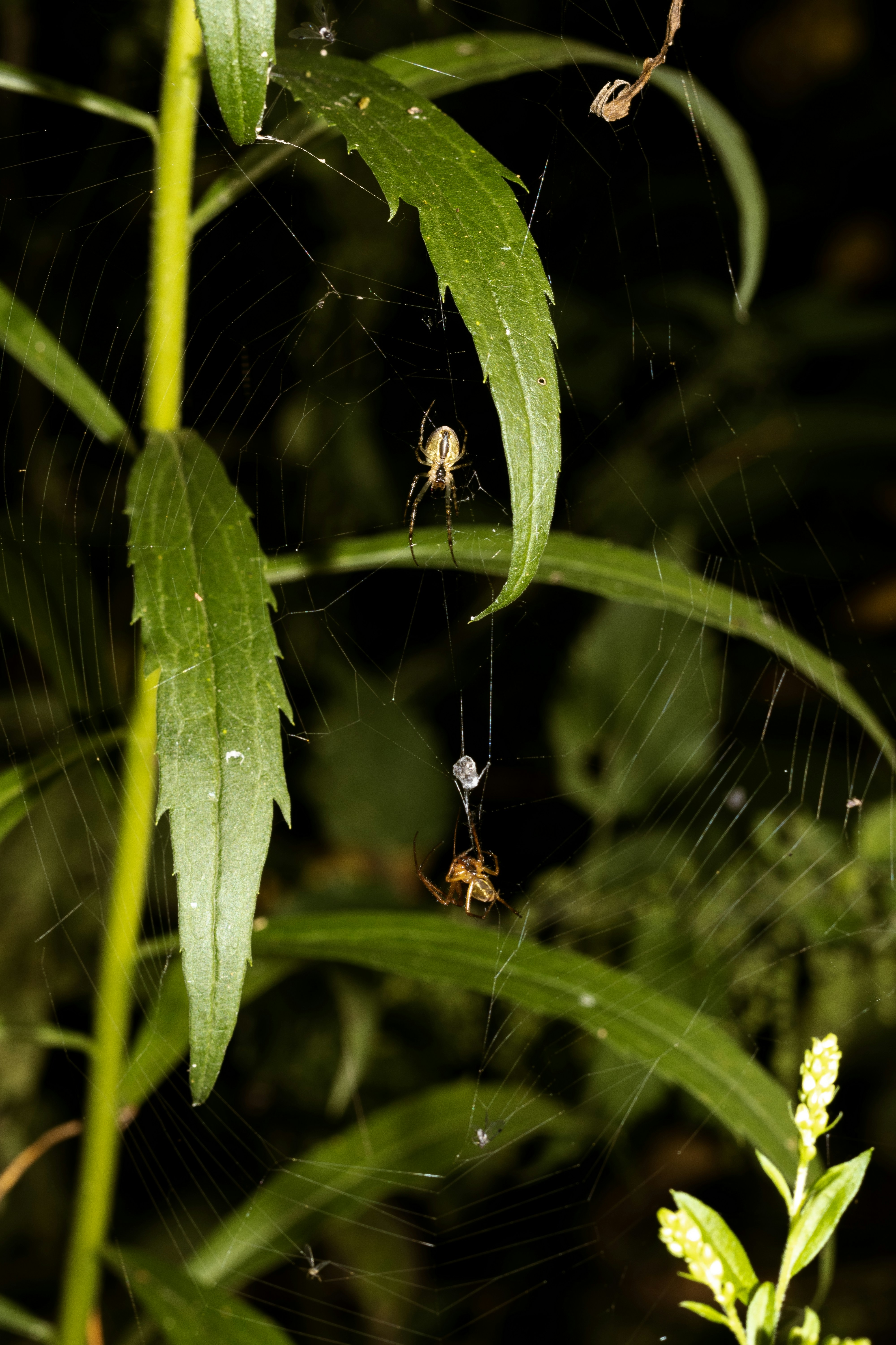 Spiders and webs among green leaves at night