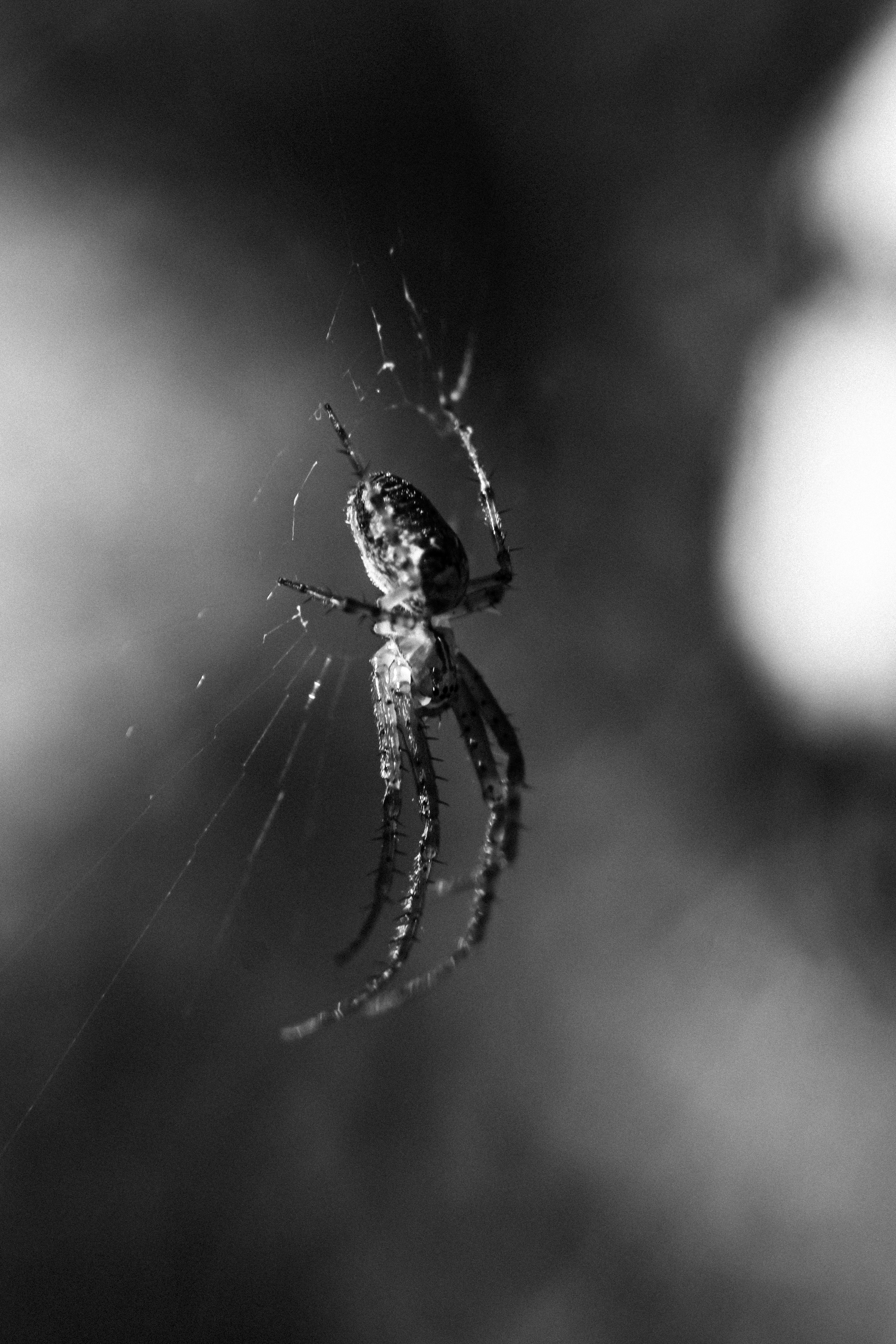 A spider hangs on its web in monochrome.
