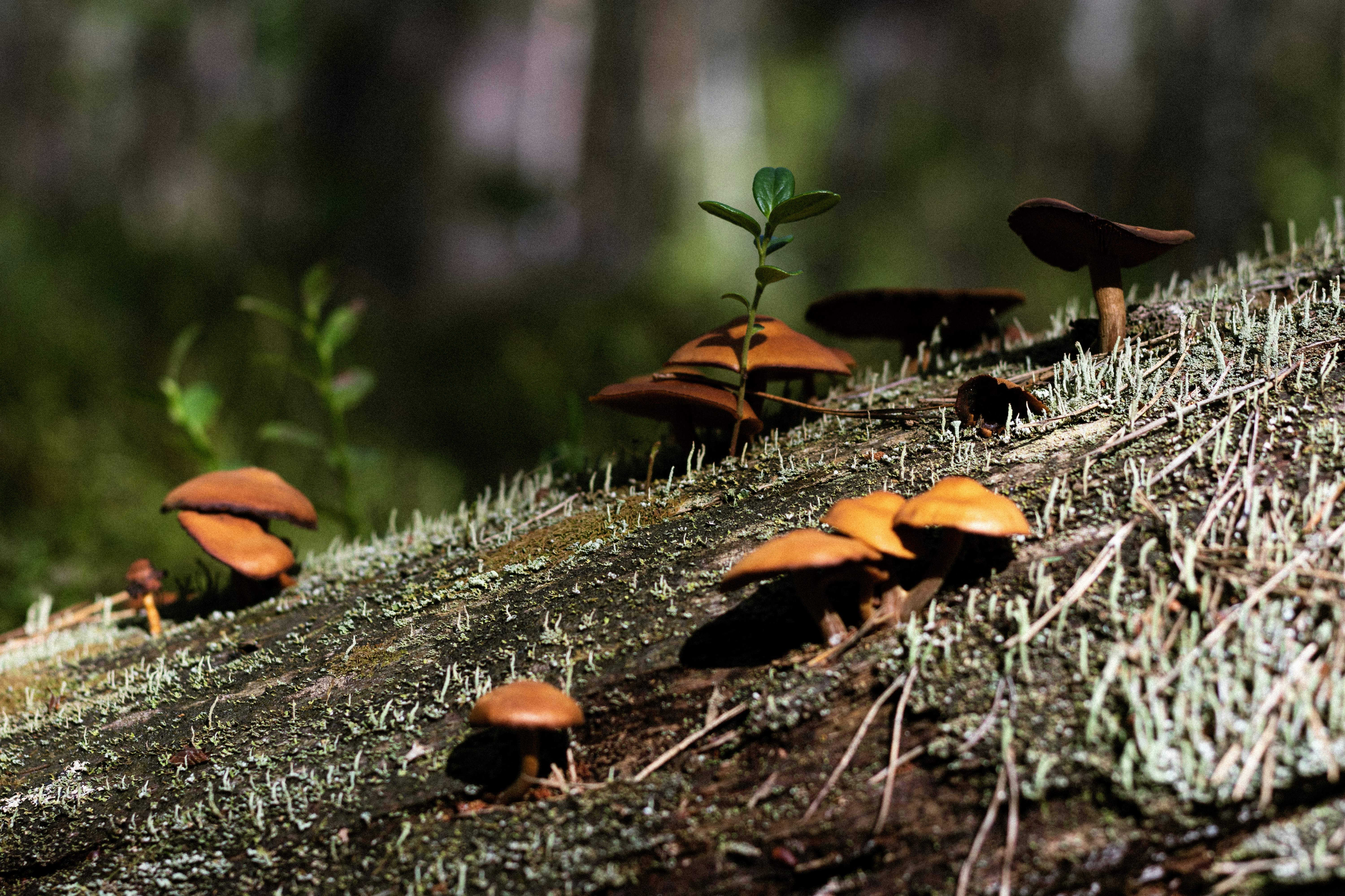 Nature's Hidden Palette: The Enchantment of Forest Fungi