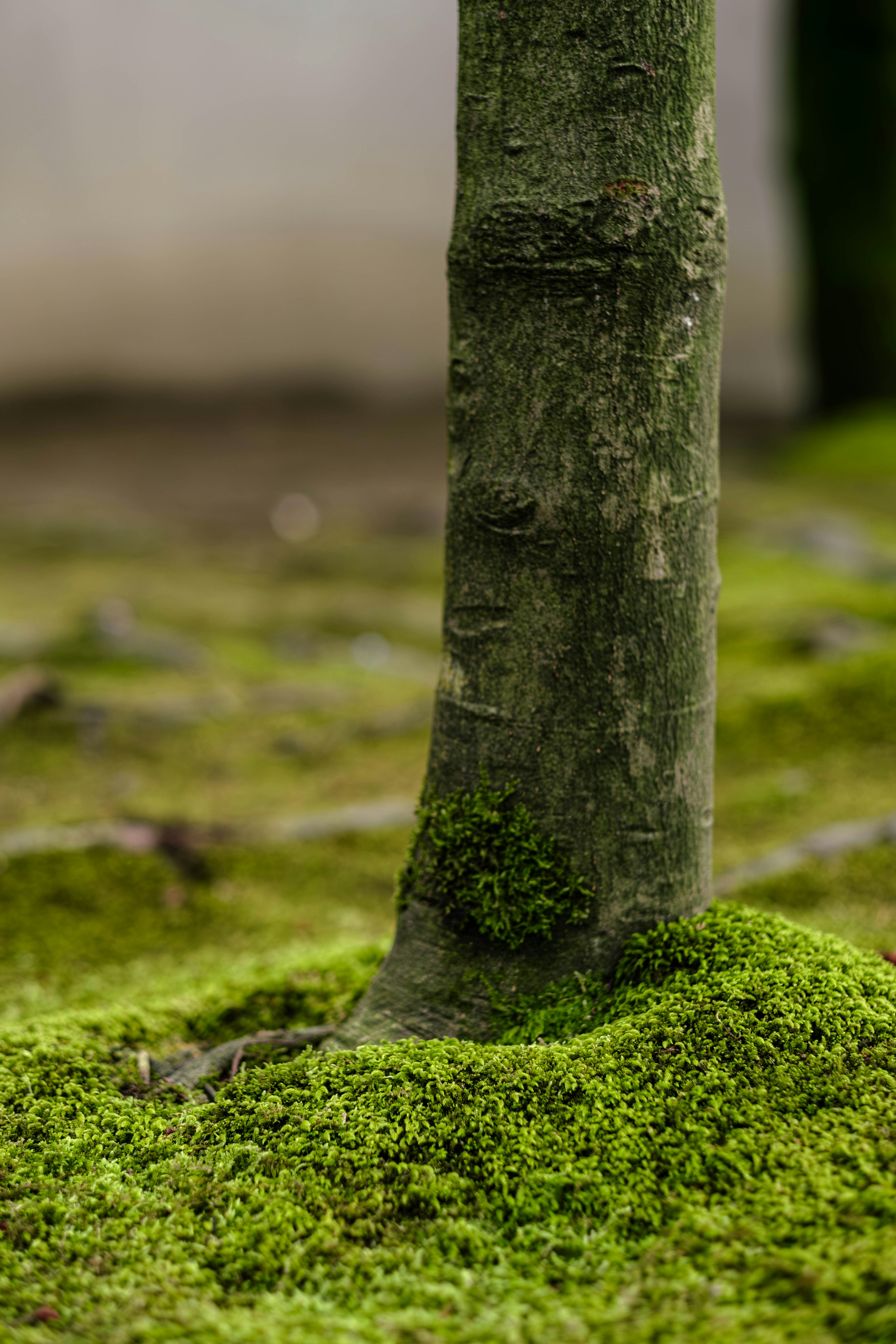 Nature's Embrace: A Tree's Quiet Resilience