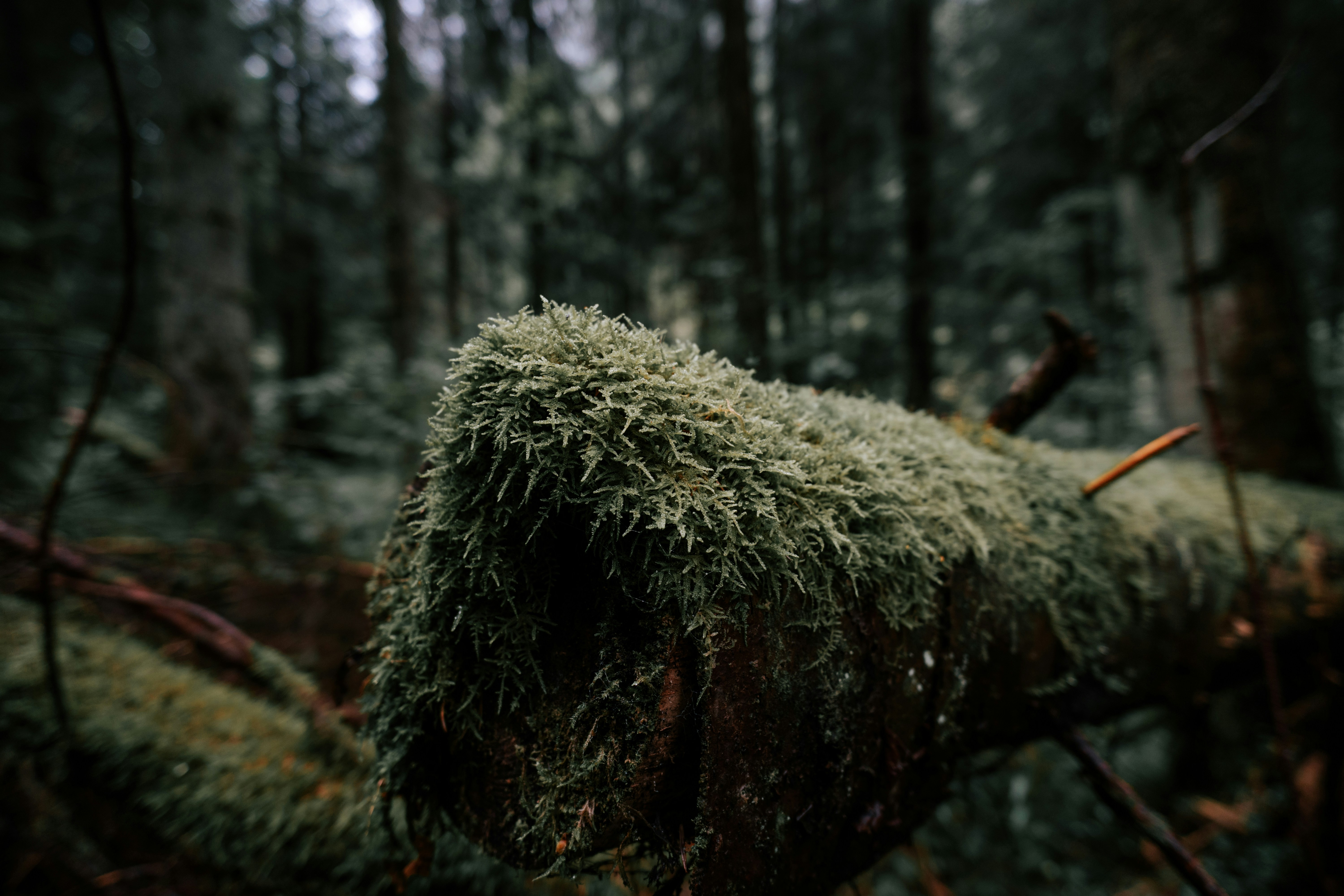 Whispers of the Forest Floor