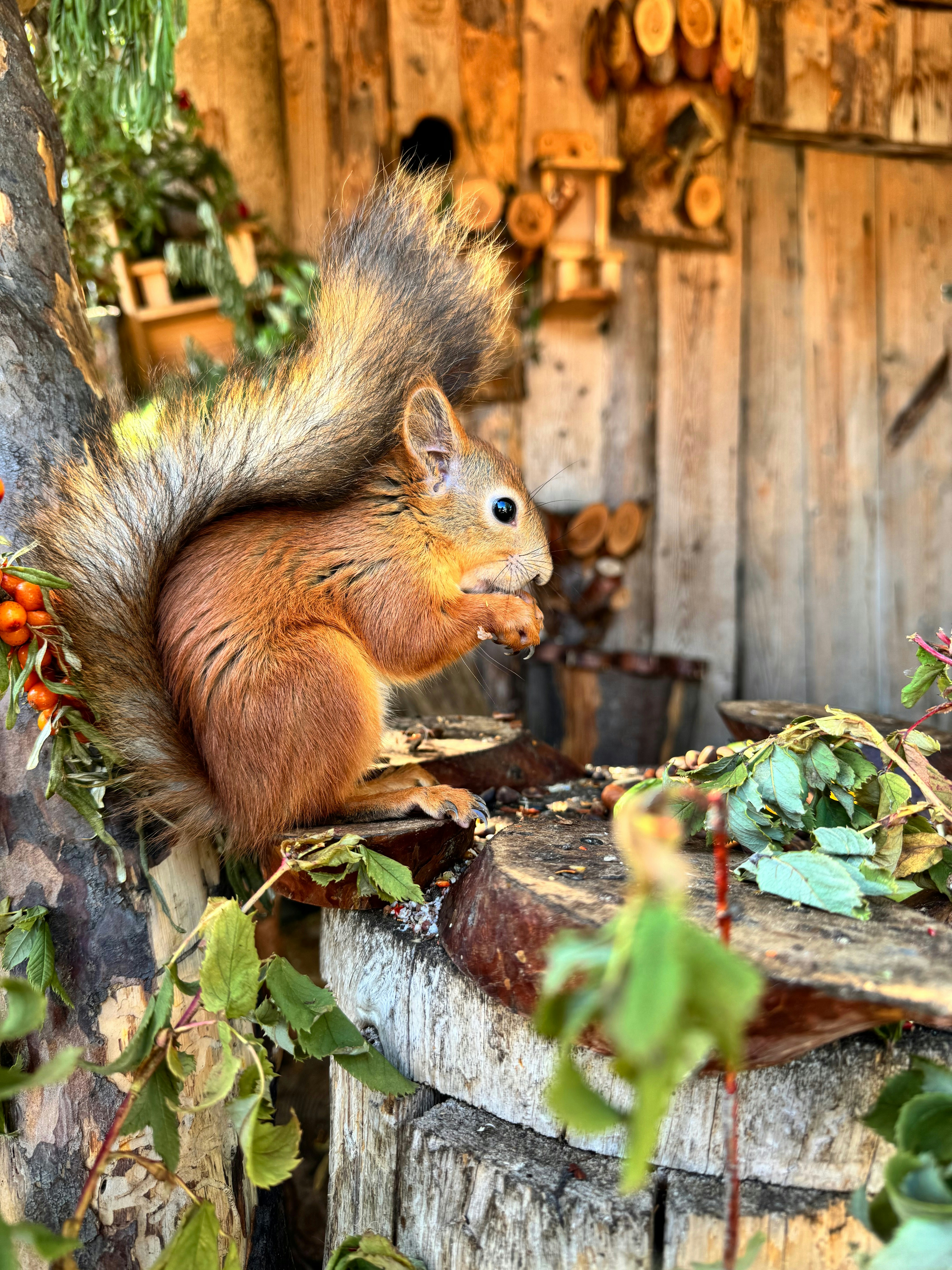 Whimsical Squirrel Amidst Nature's Bounty
