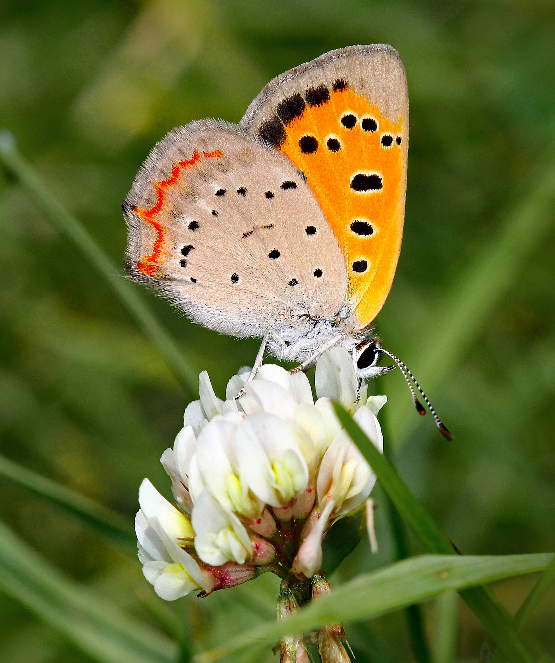 Whispers of Nature: The Butterfly's Embrace