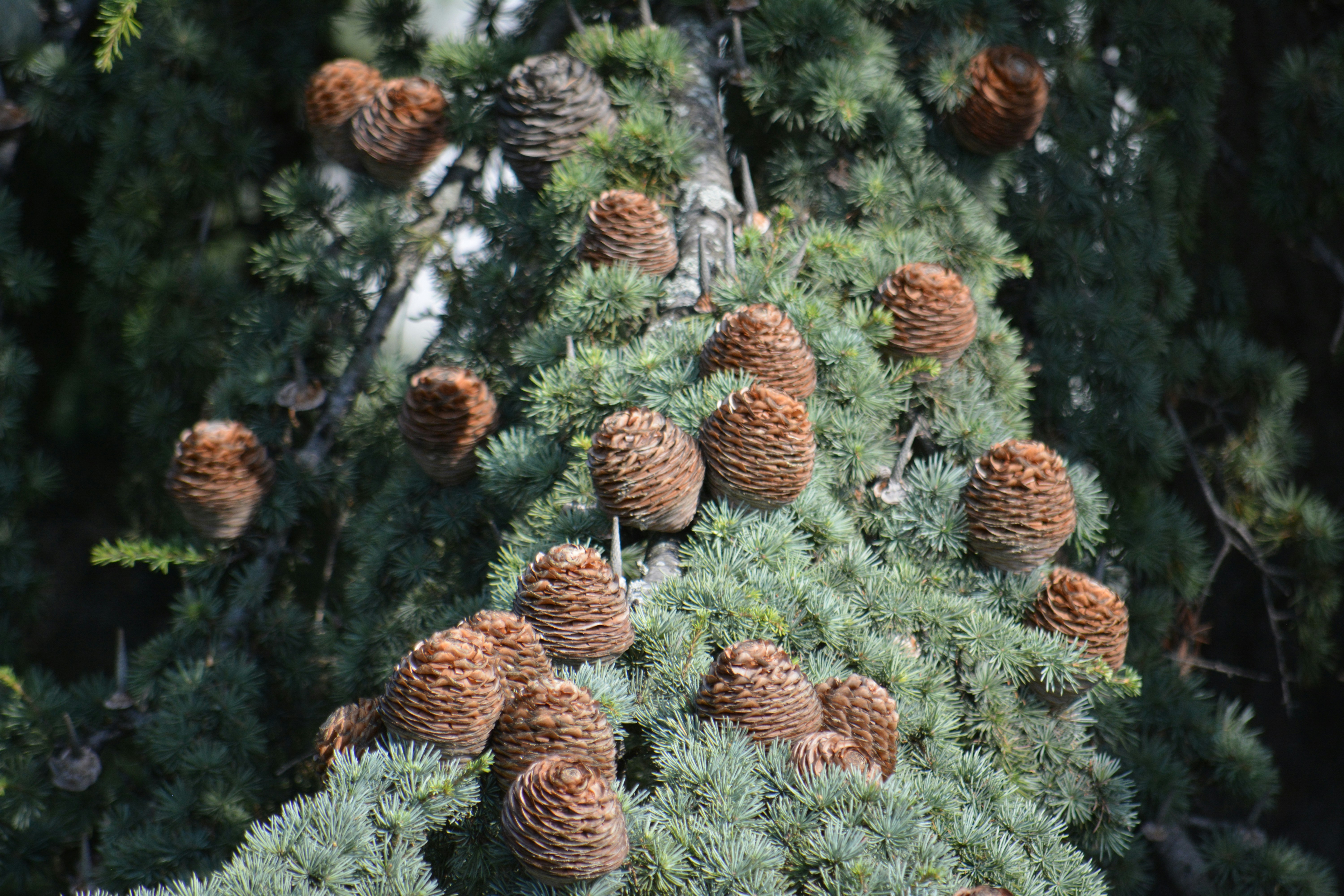 Nature's Spiral: The Art of Pine Cones