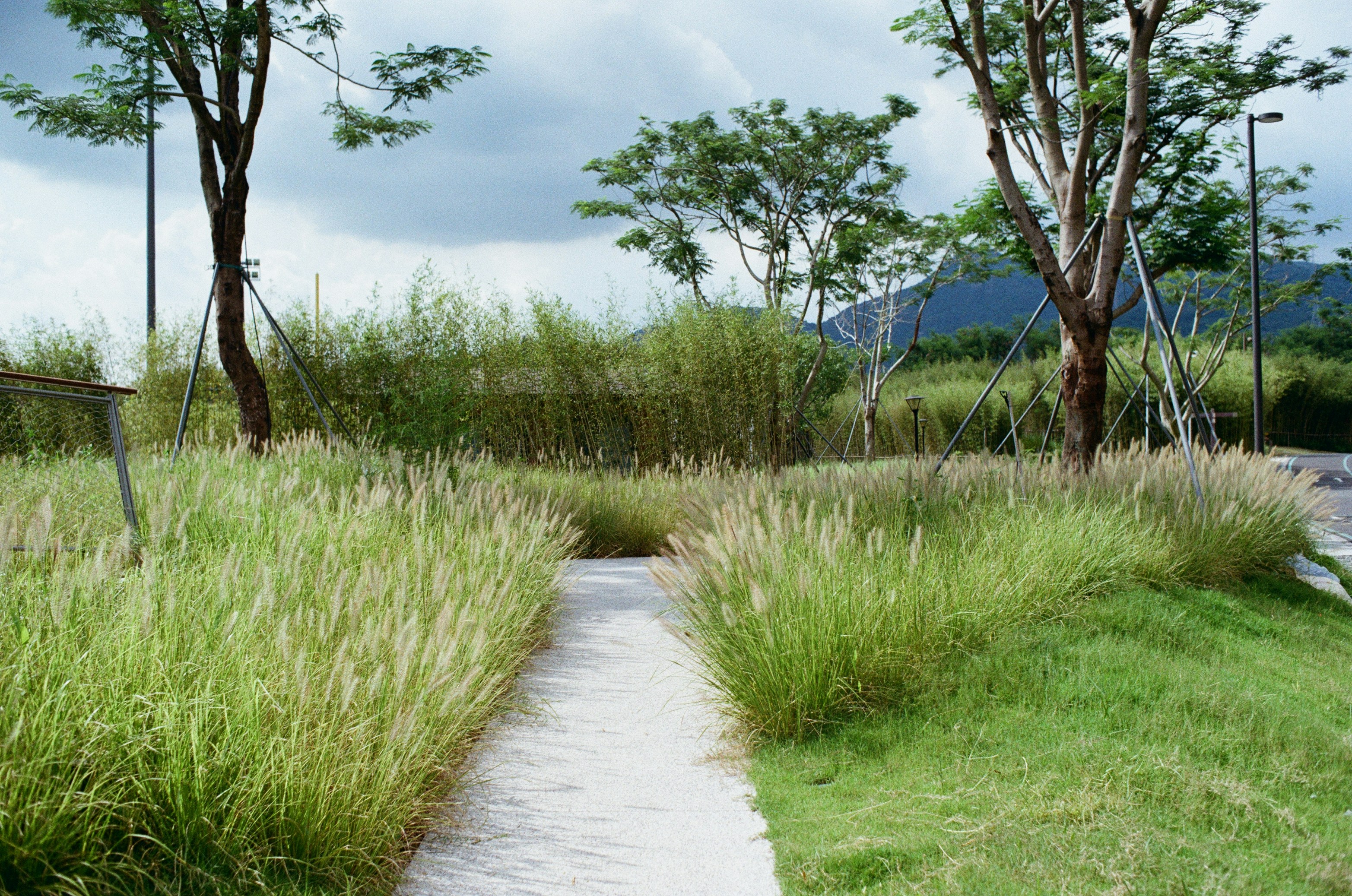 Winding pathway framed by tall grasses and trees, leading towards a distant landscape under a cloudy sky.
