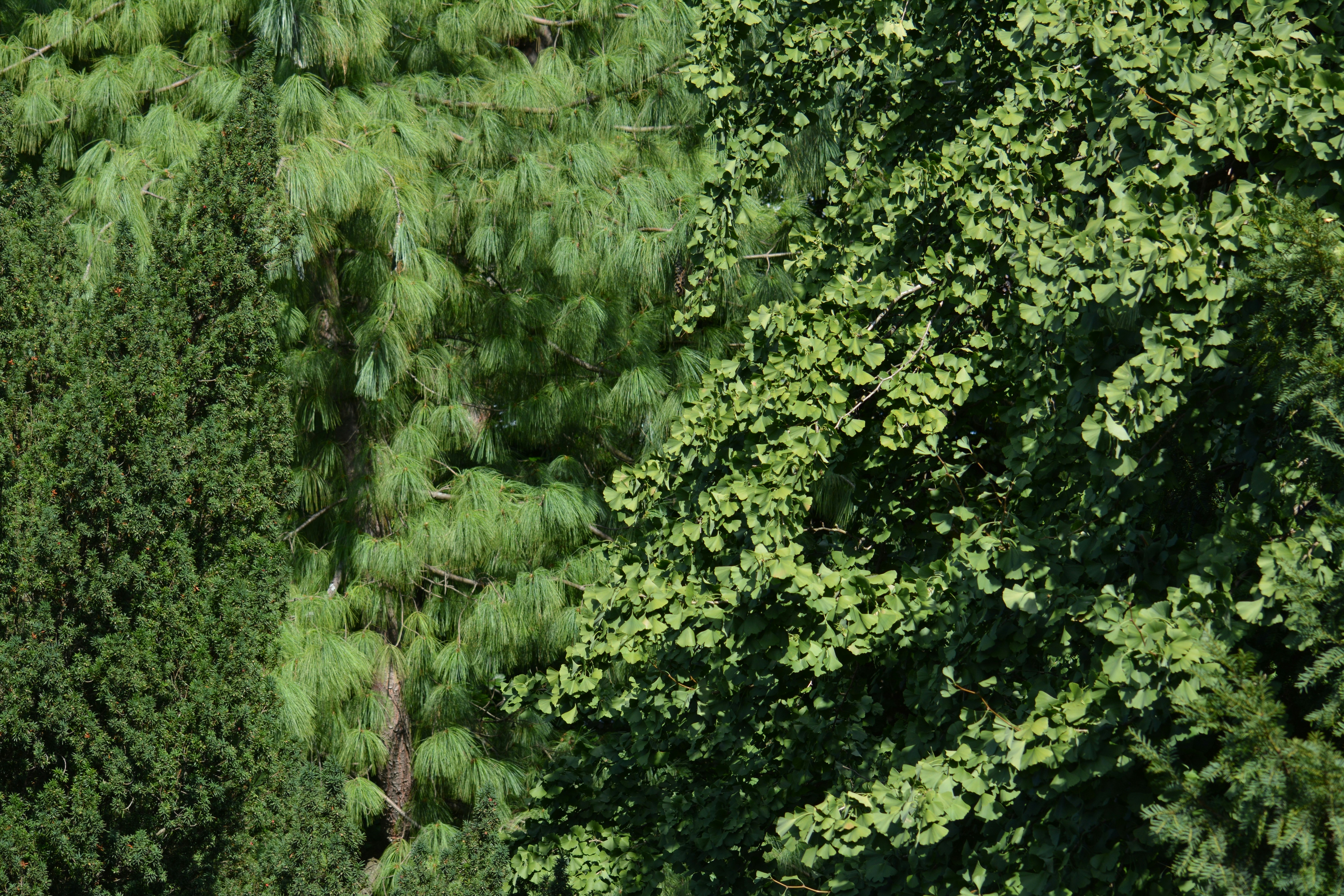 Canopy Confluence: Sunlit Pine and Broadleaf Tapestry
