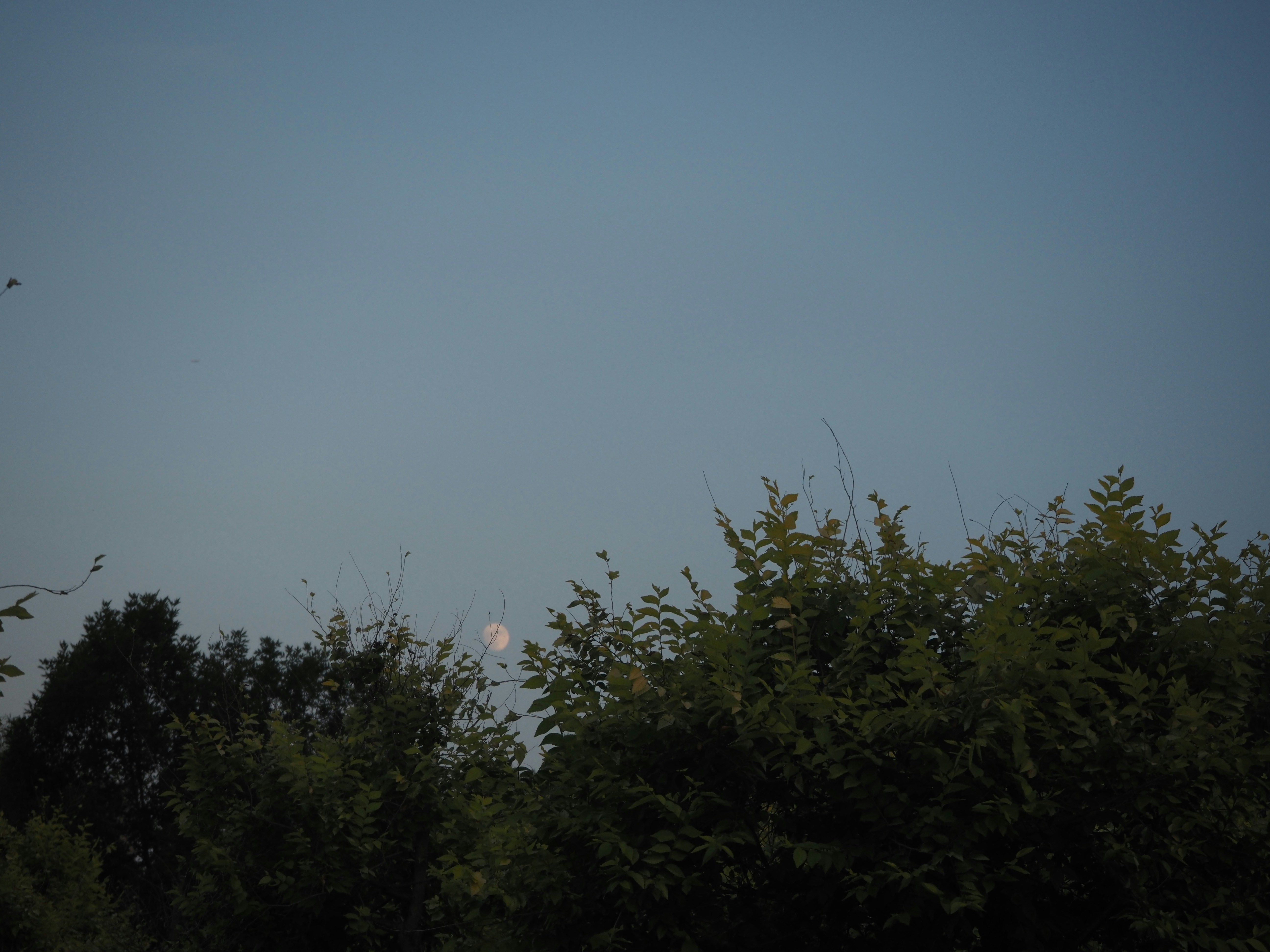 Whispers of the Moonlight