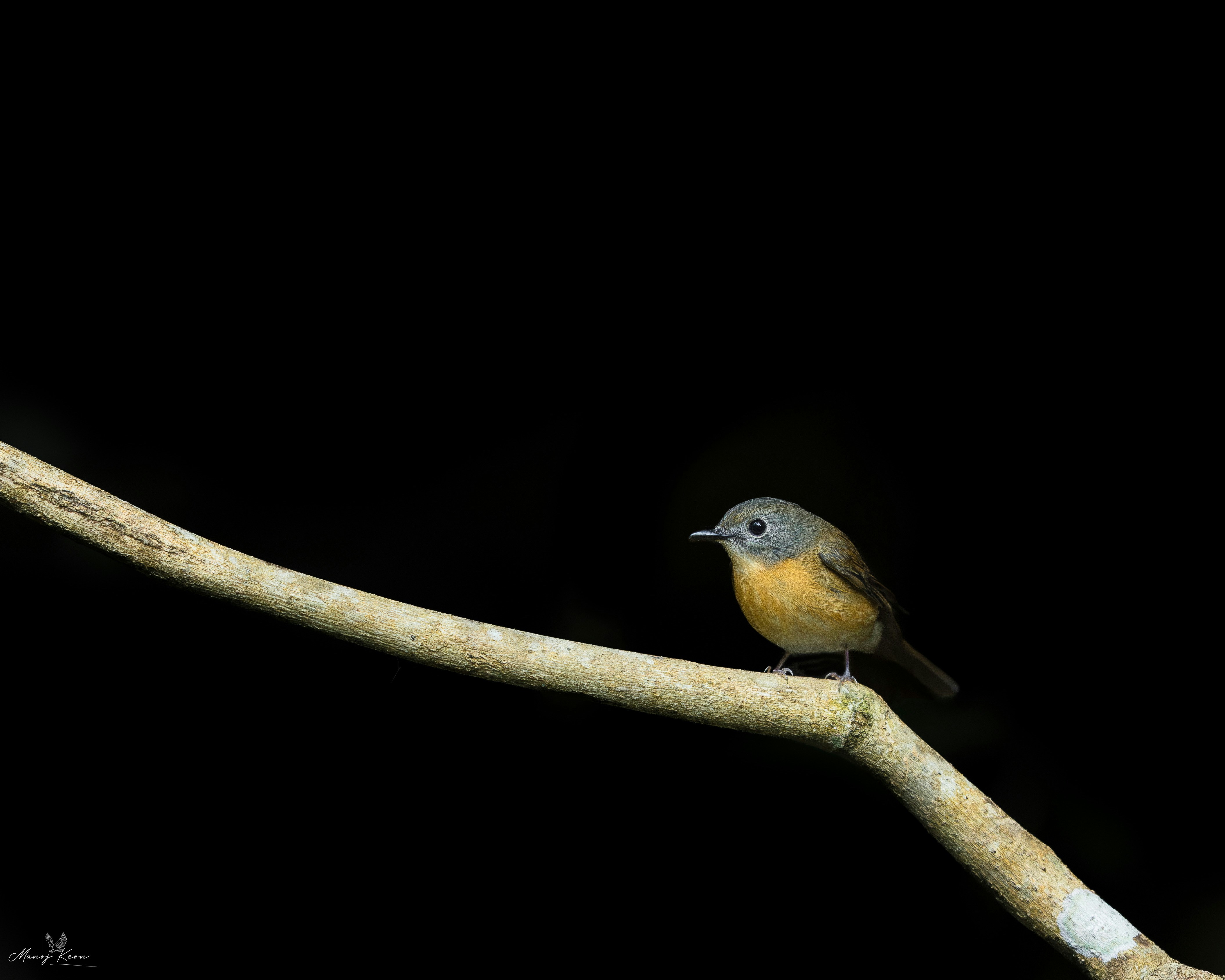 Tiny Ember on a Moonlit Stem