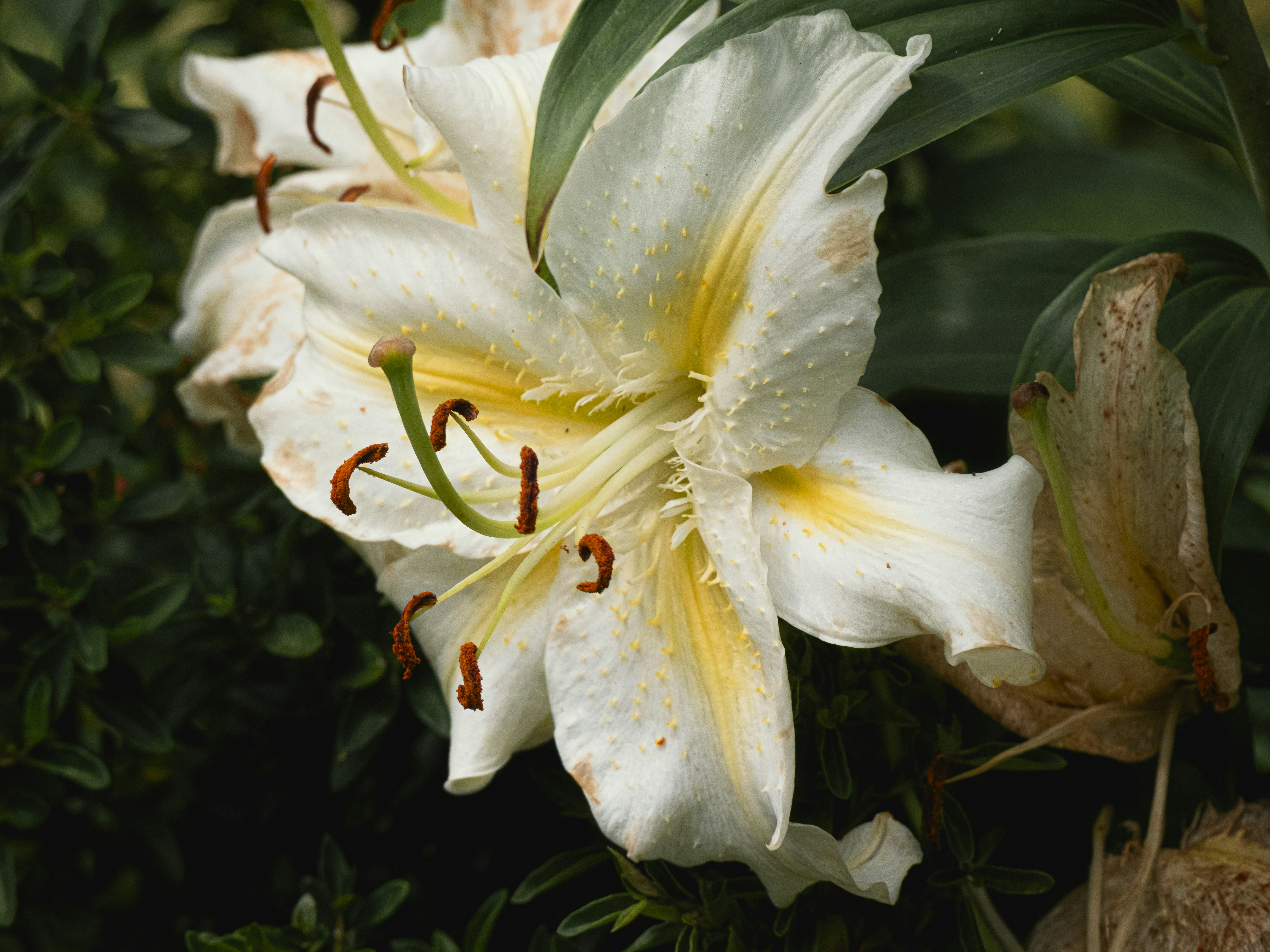 Elegance in Bloom: The Timeless Lily