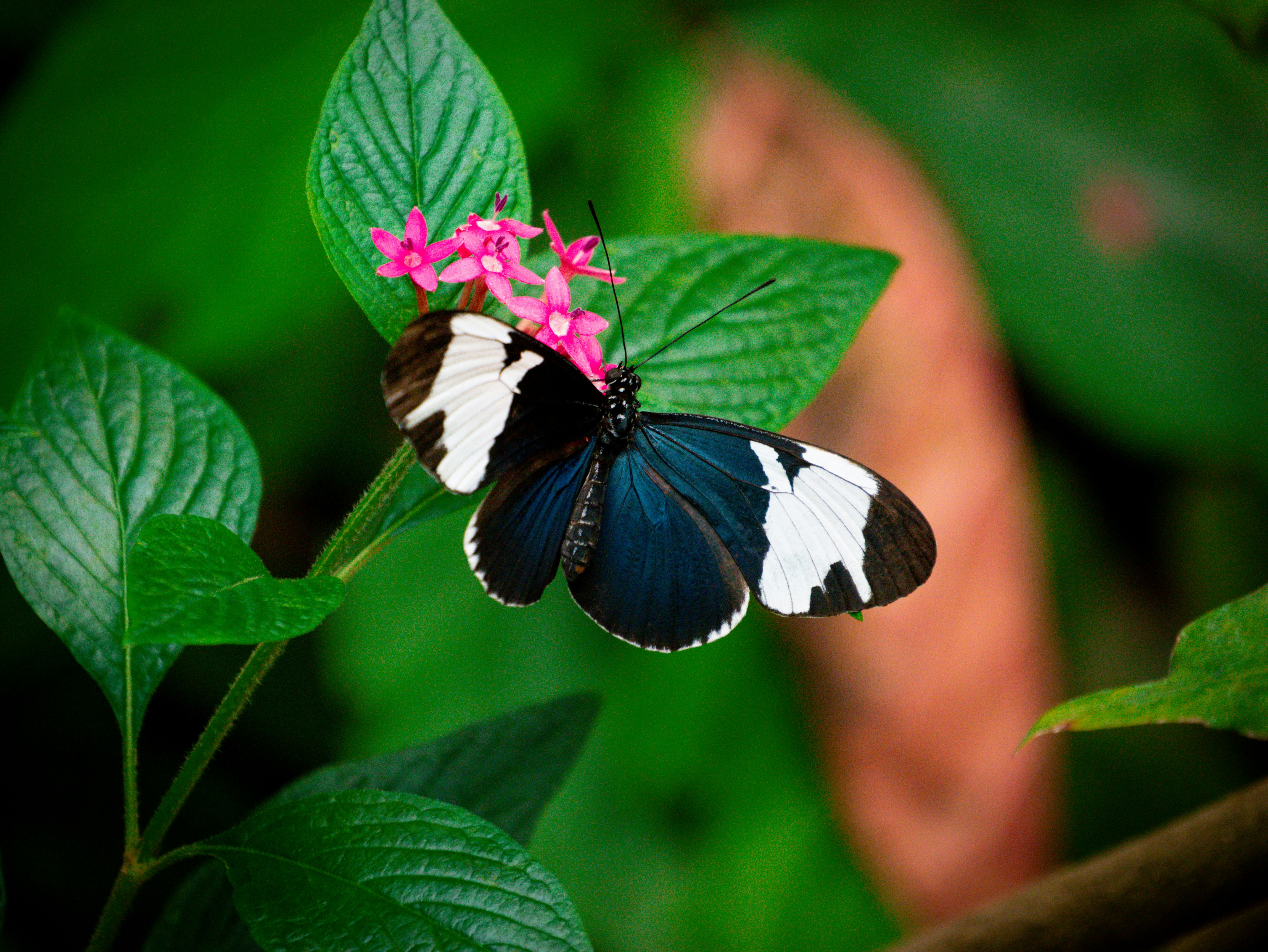 Harmony in Nature: The Butterfly's Embrace
