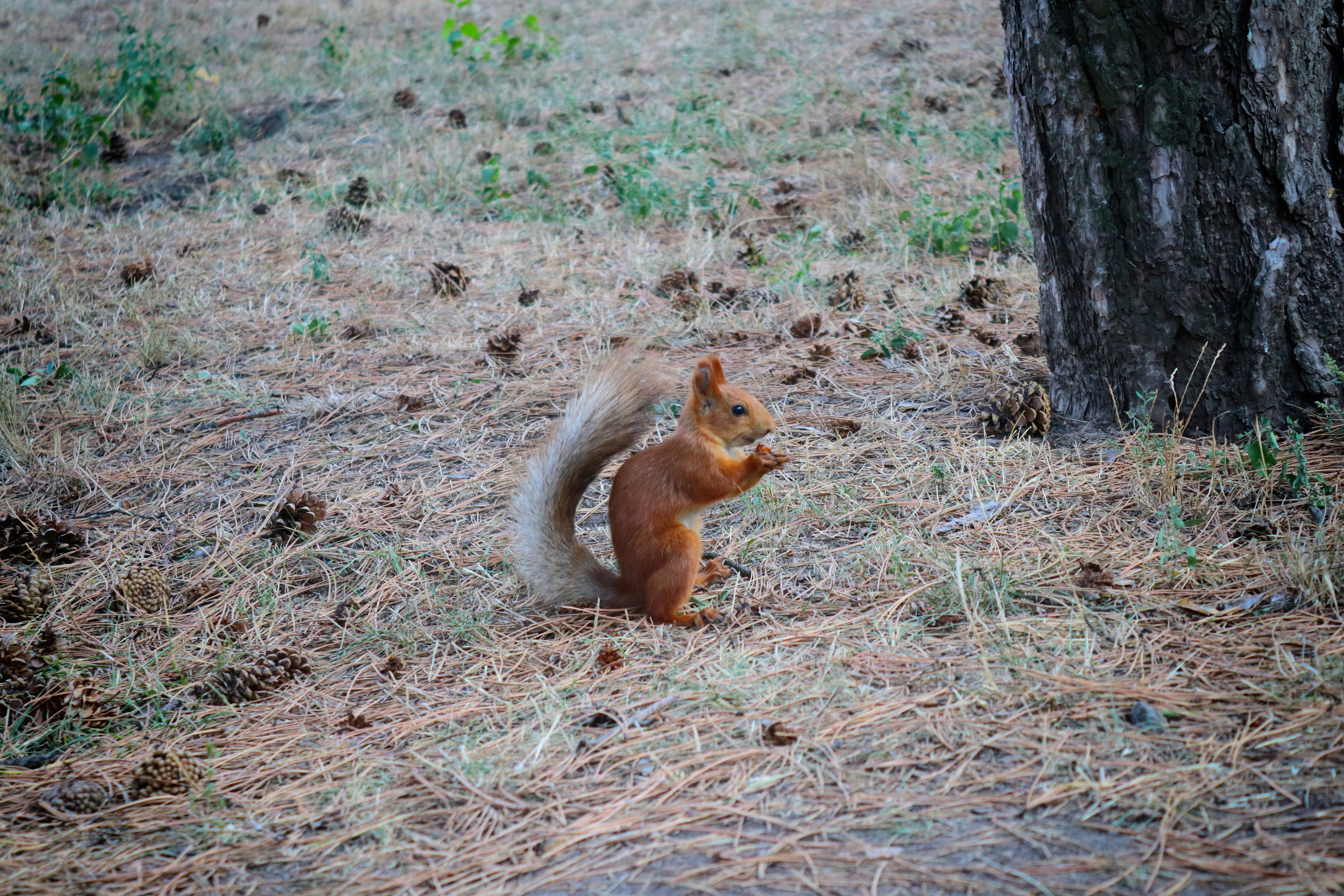 A Squirrel's Quiet Moment in Nature