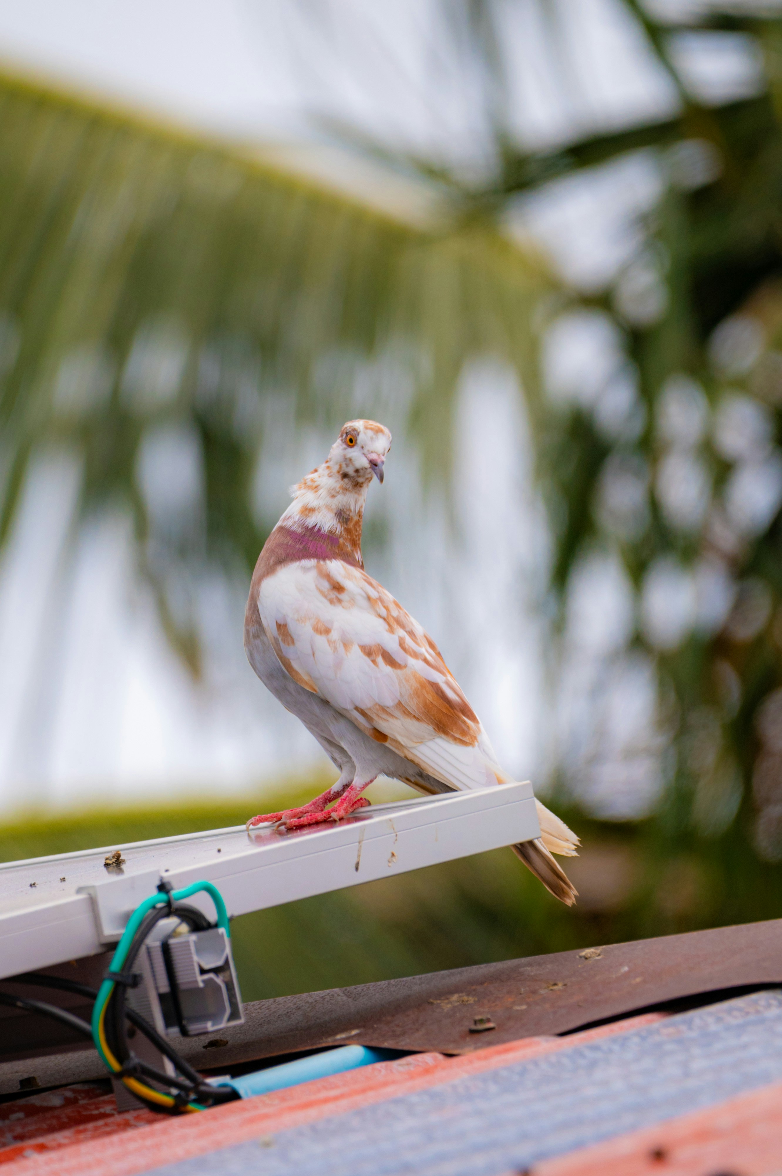 Pigeon on a Rooftop: Focused Gaze Against a Tropical Backdrop