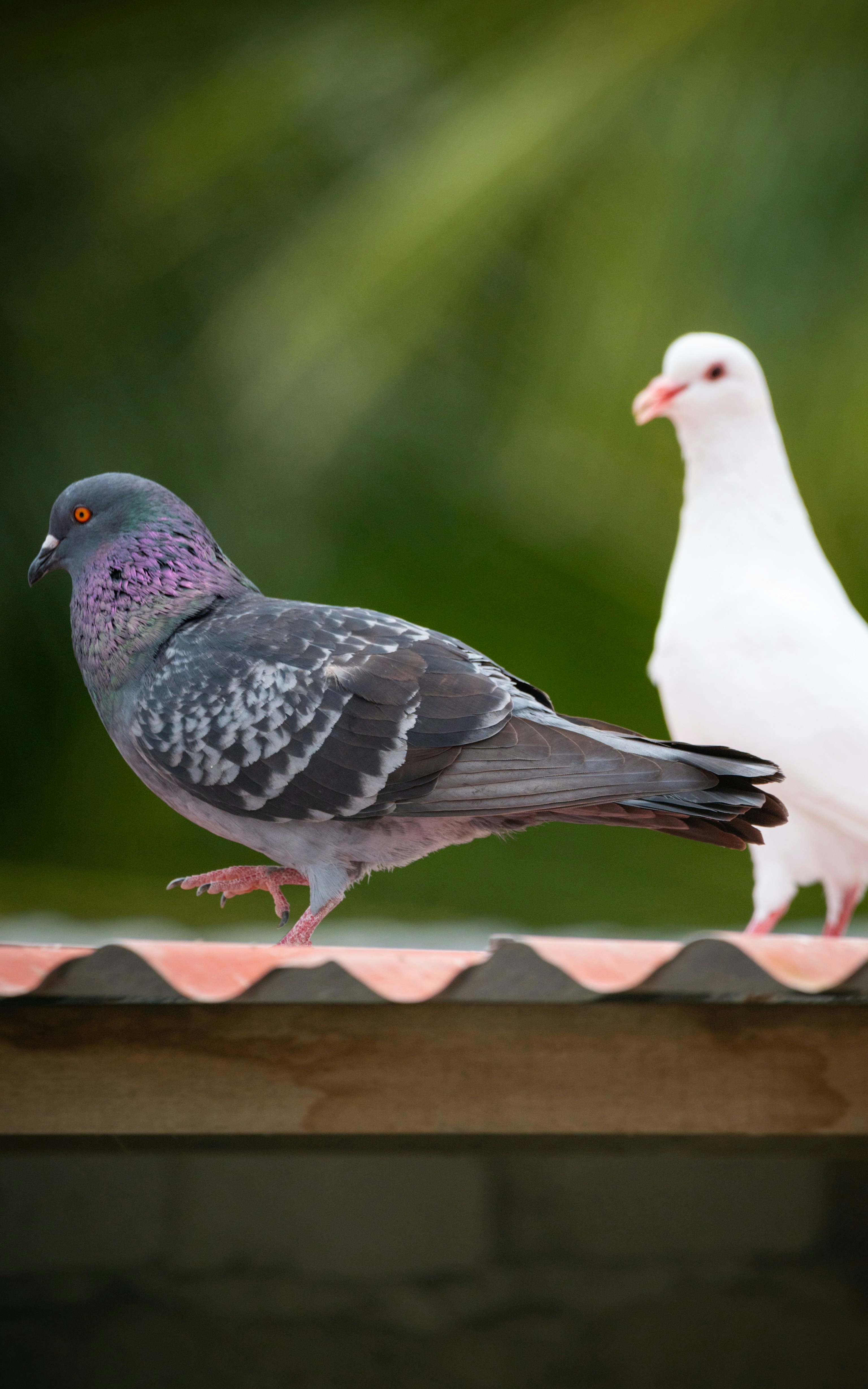 Urban Avian Contrast: A Tale of Two Birds