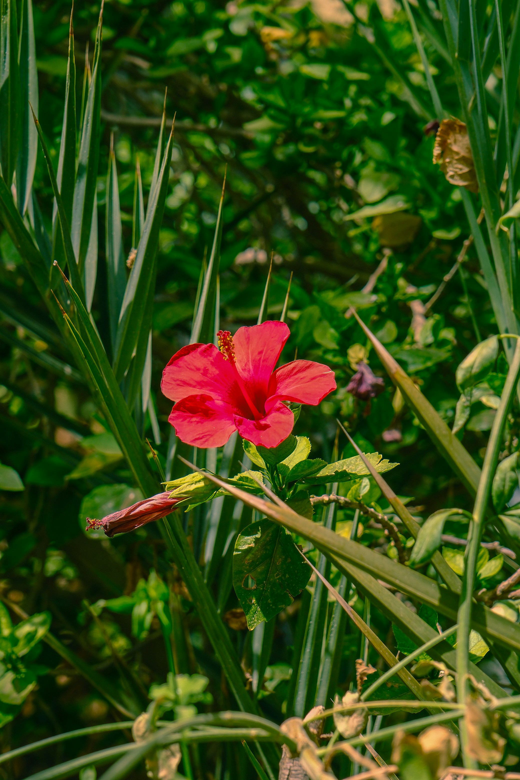 A vibrant red hibiscus flower blooms among green leaves.