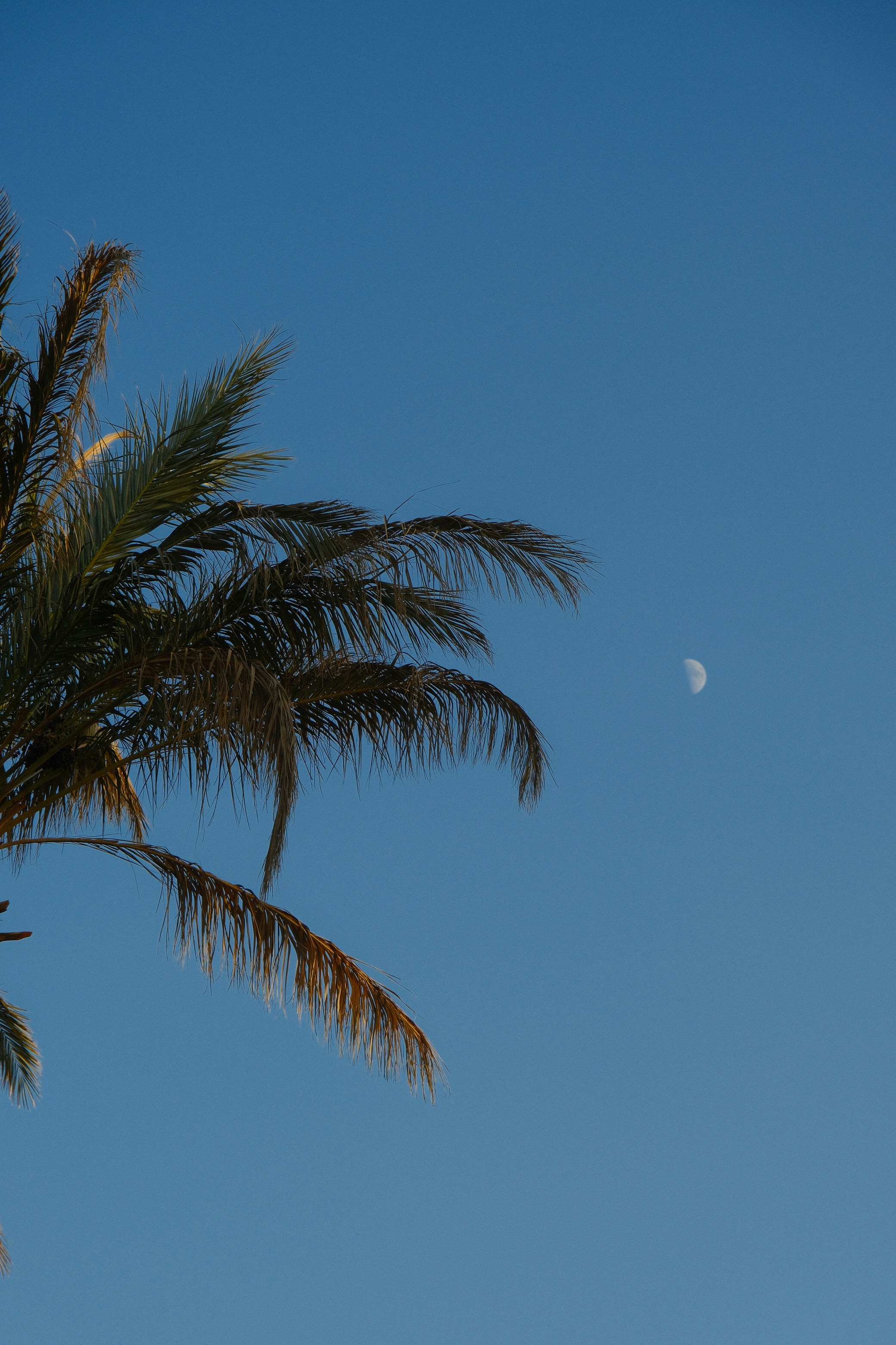 Palm fronds against a clear blue sky with moon.