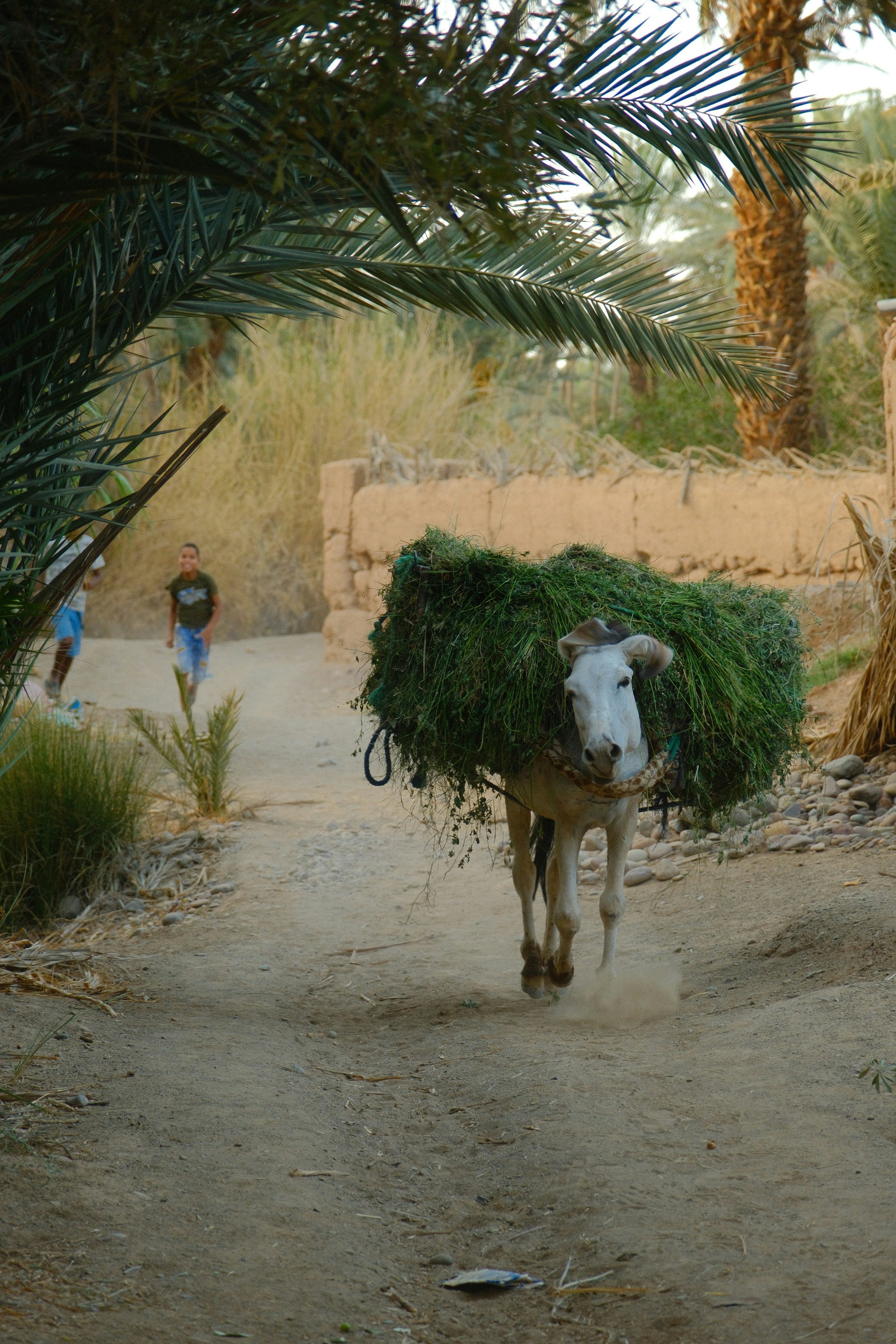 A Rustic Journey: The Green Burden