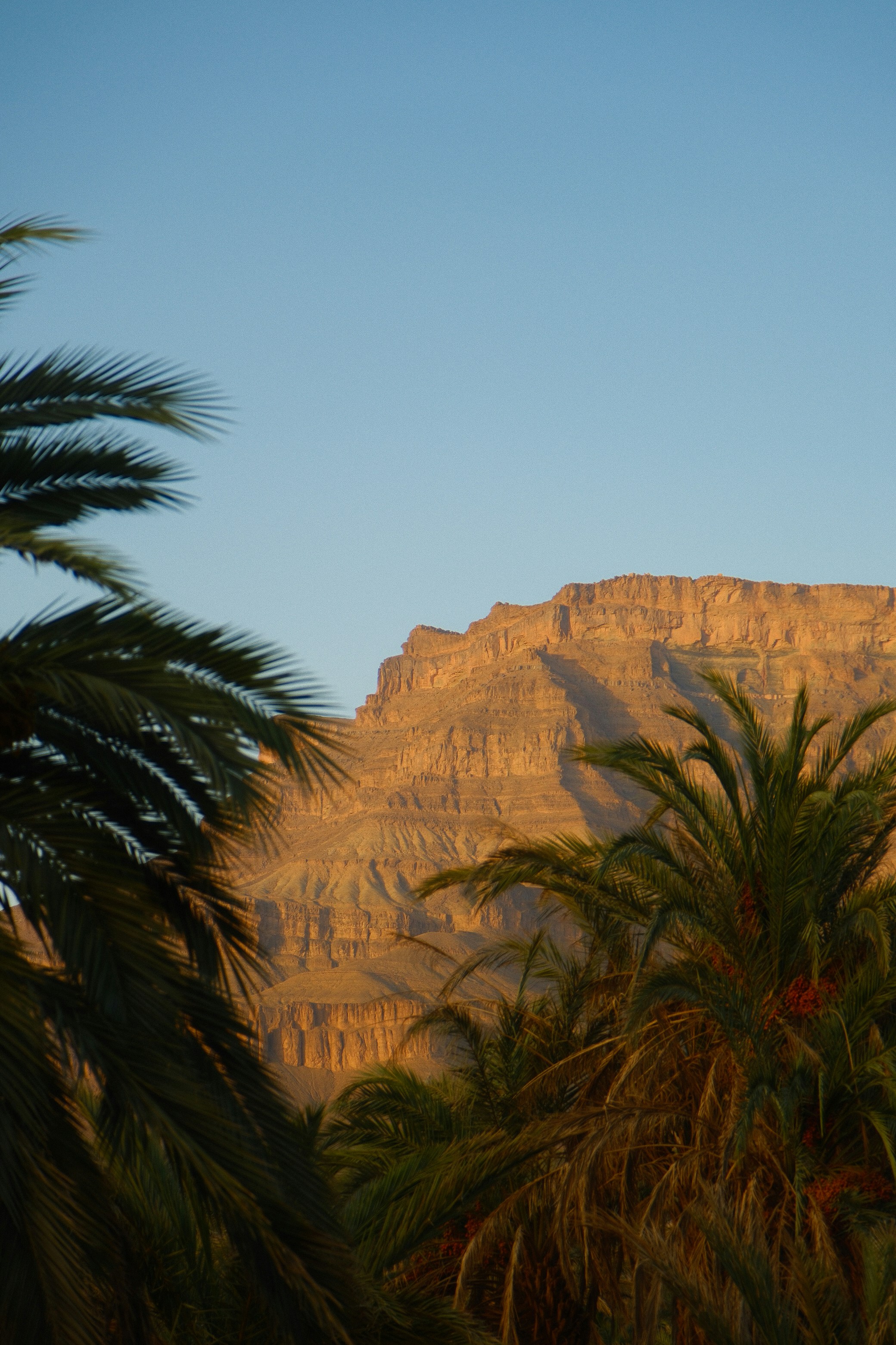 Desert Majesty: A Golden Hour Encounter
