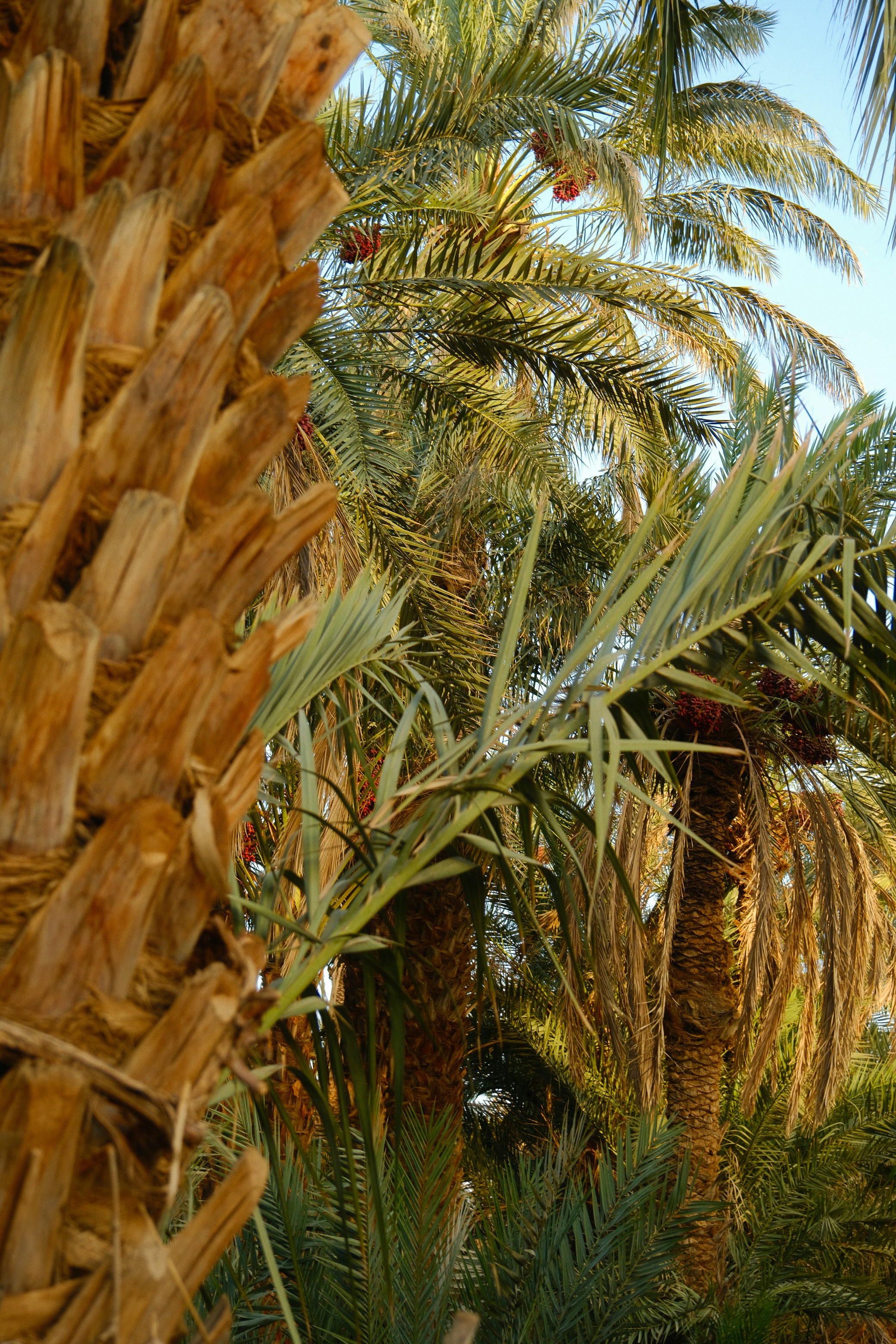 Whispers of the Oasis: A Palm Canopy