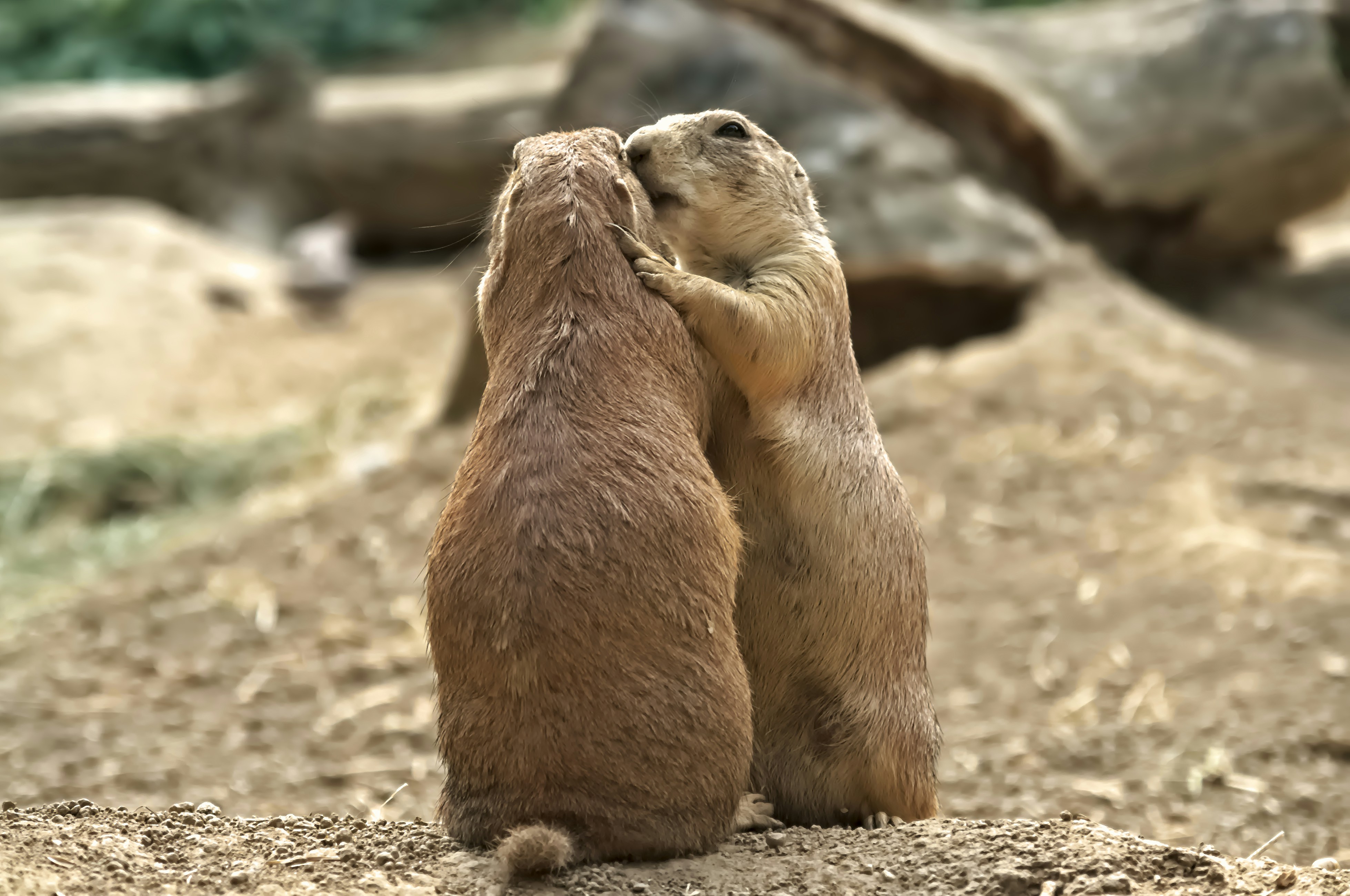Two prairie dogs nuzzle each other affectionately.