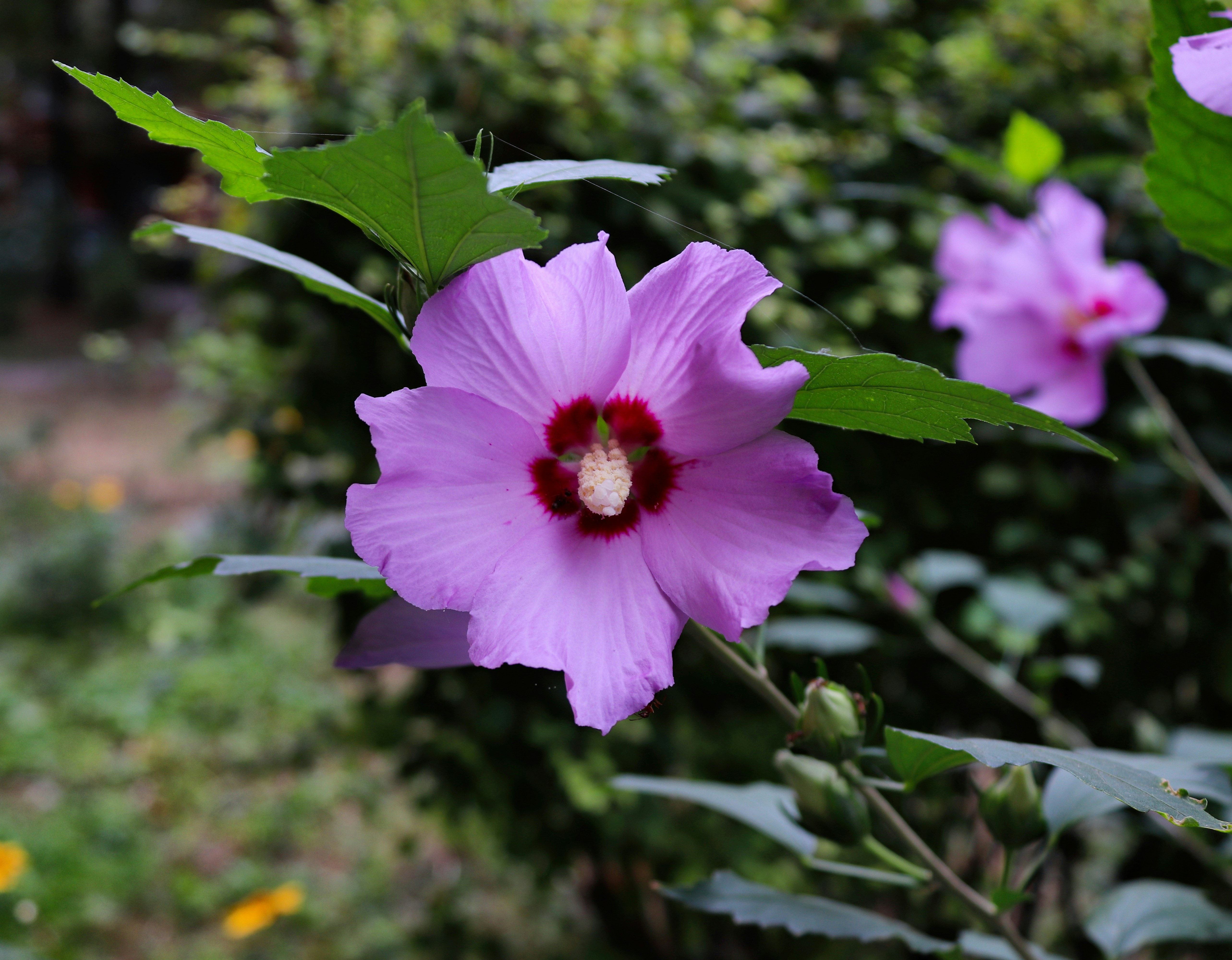 A delicate purple hibiscus flower with a red center.