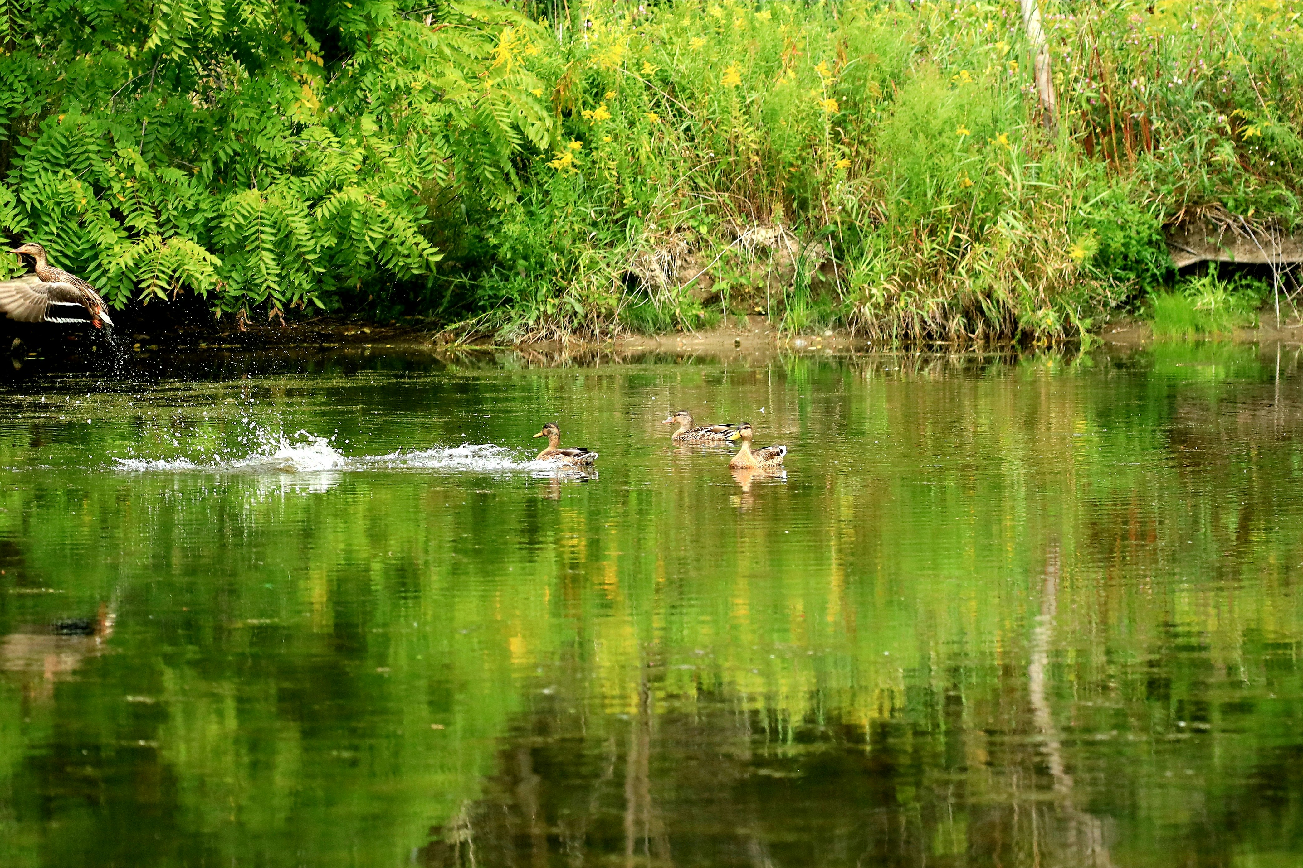 Symphony of Serenity: Ducks in Tranquil Waters