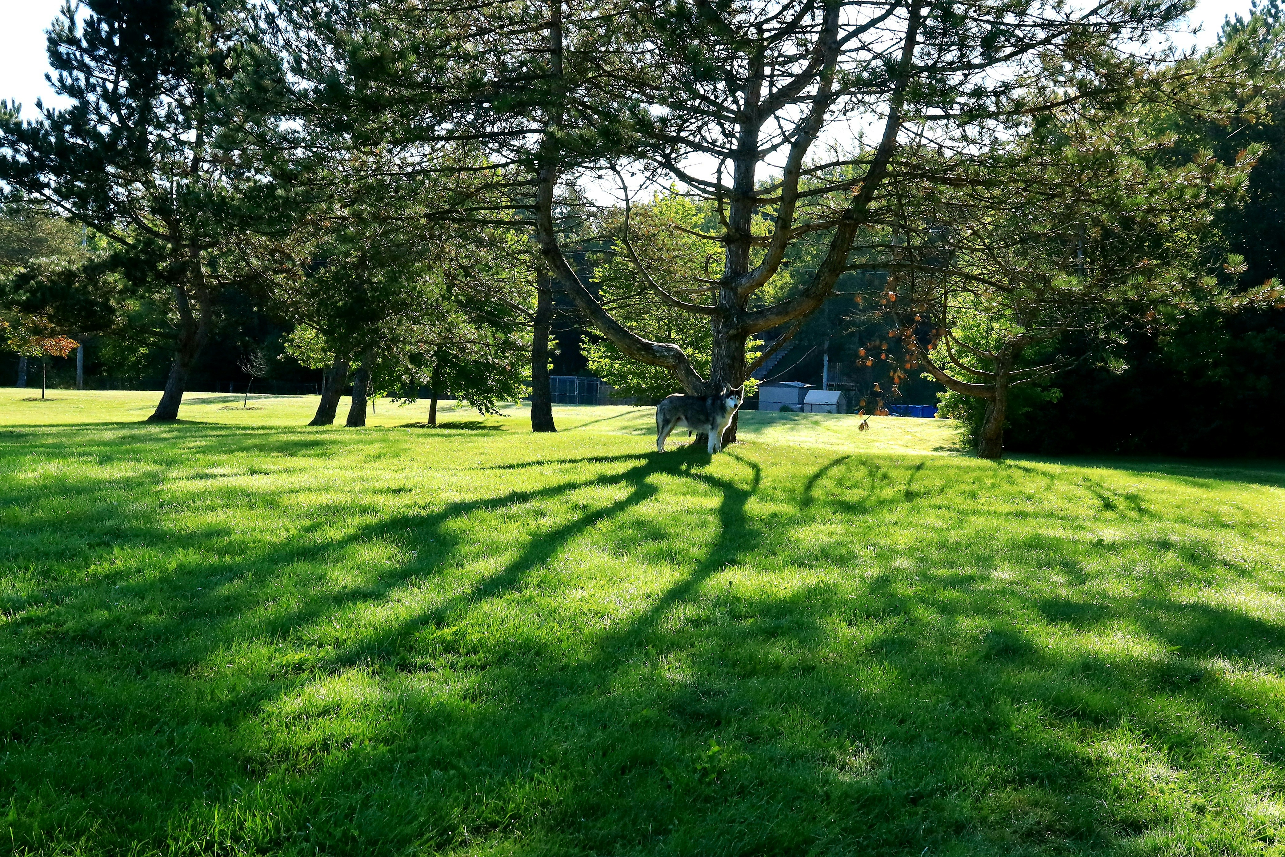 Sunlit green lawn with dappled tree shadows.