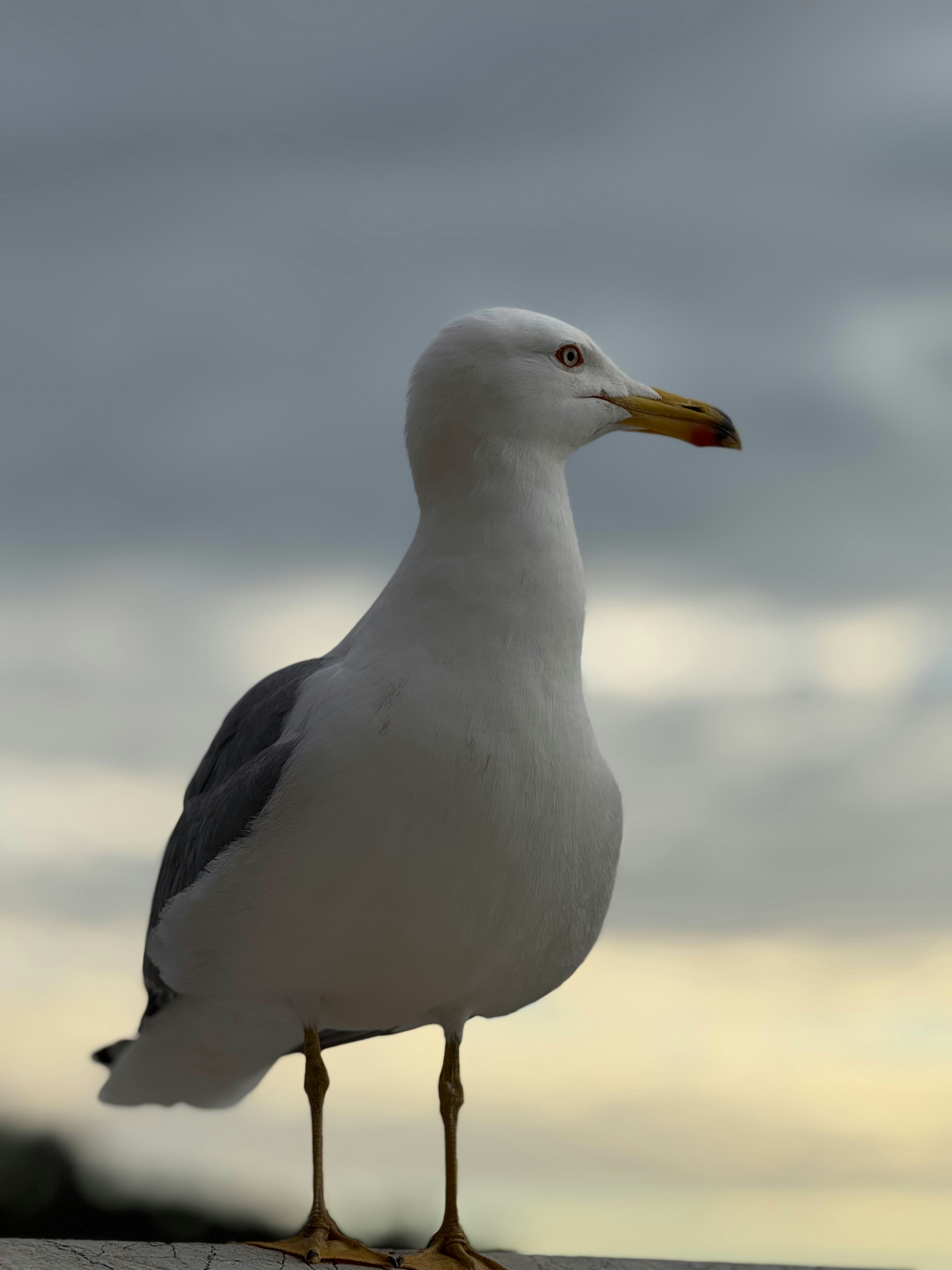 Möve | A seagull stands against a cloudy sky.