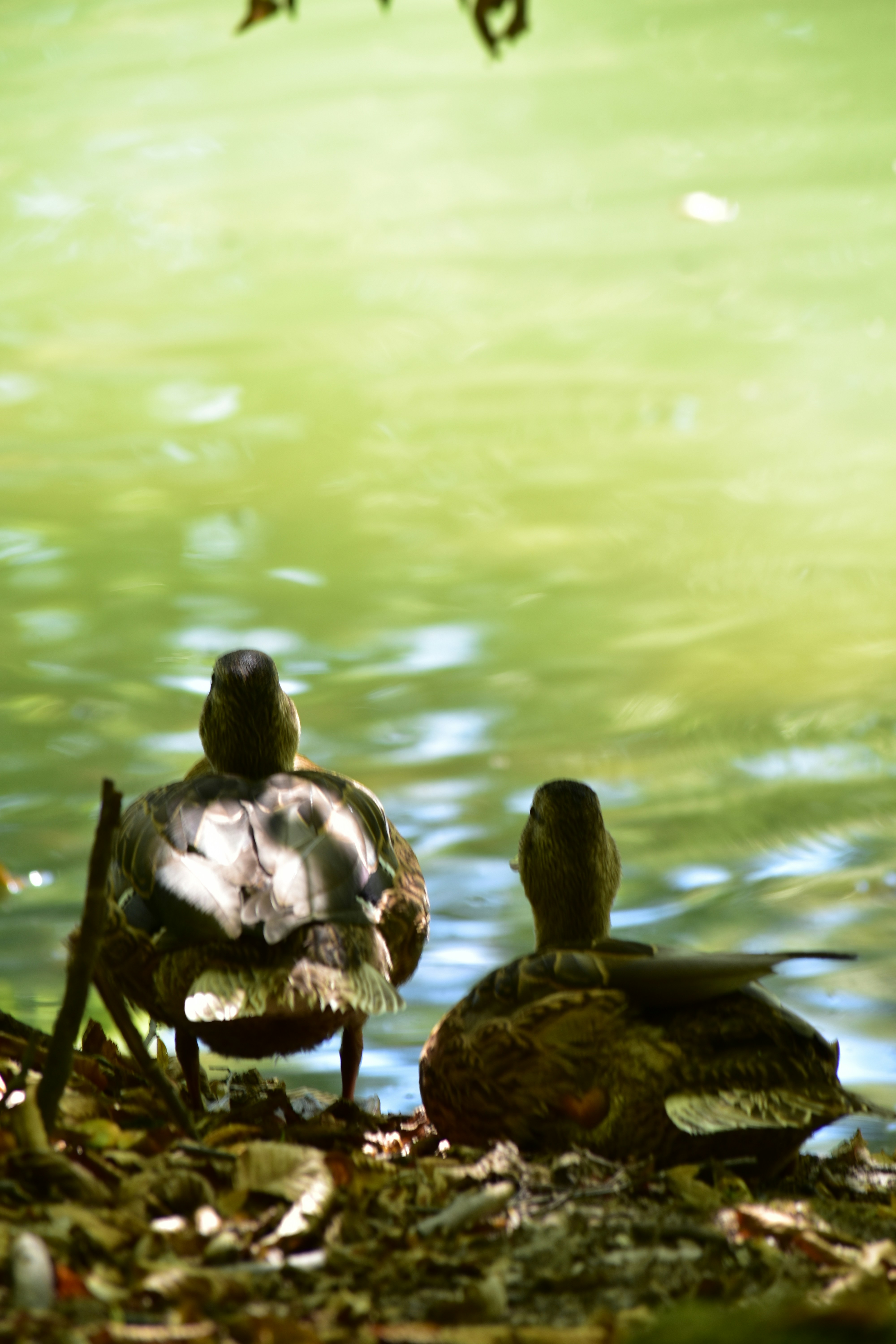 Two ducks resting by a green pond