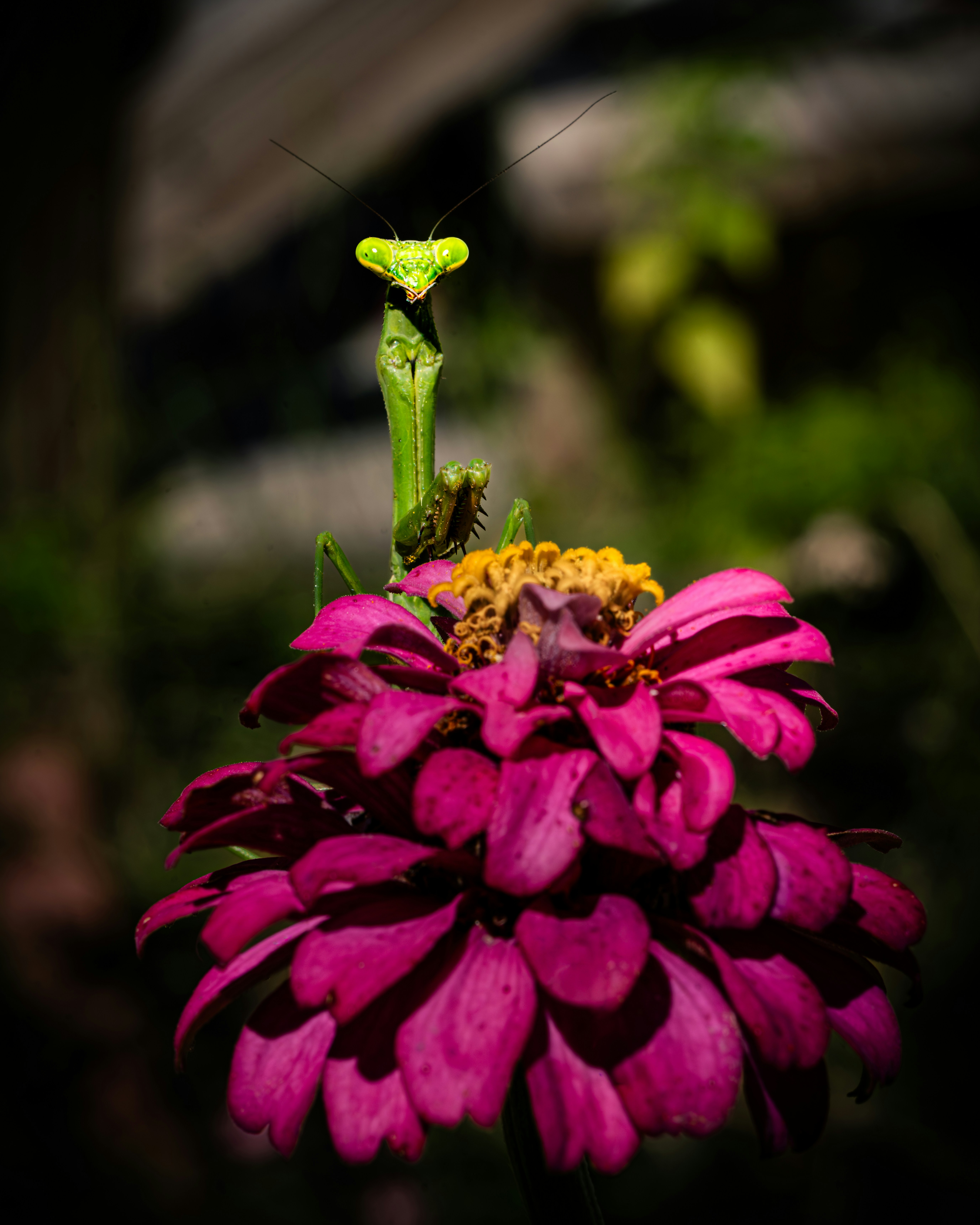 A vibrant green mantis perches atop a bright pink zinnia flower, showcasing the delicate balance of flora and fauna in a garden setting.