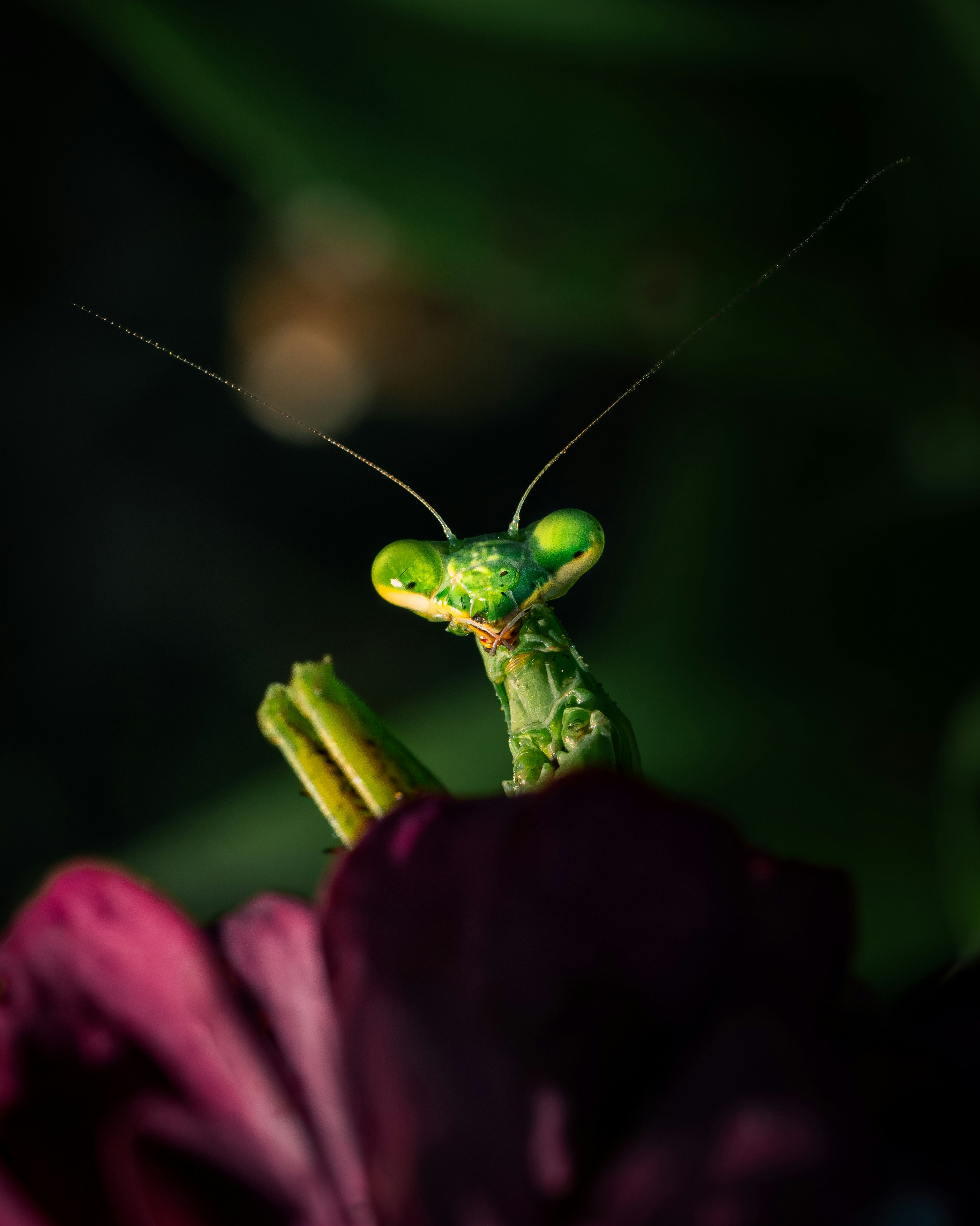 A green praying mantis peeking from behind a purple flower. photo ...