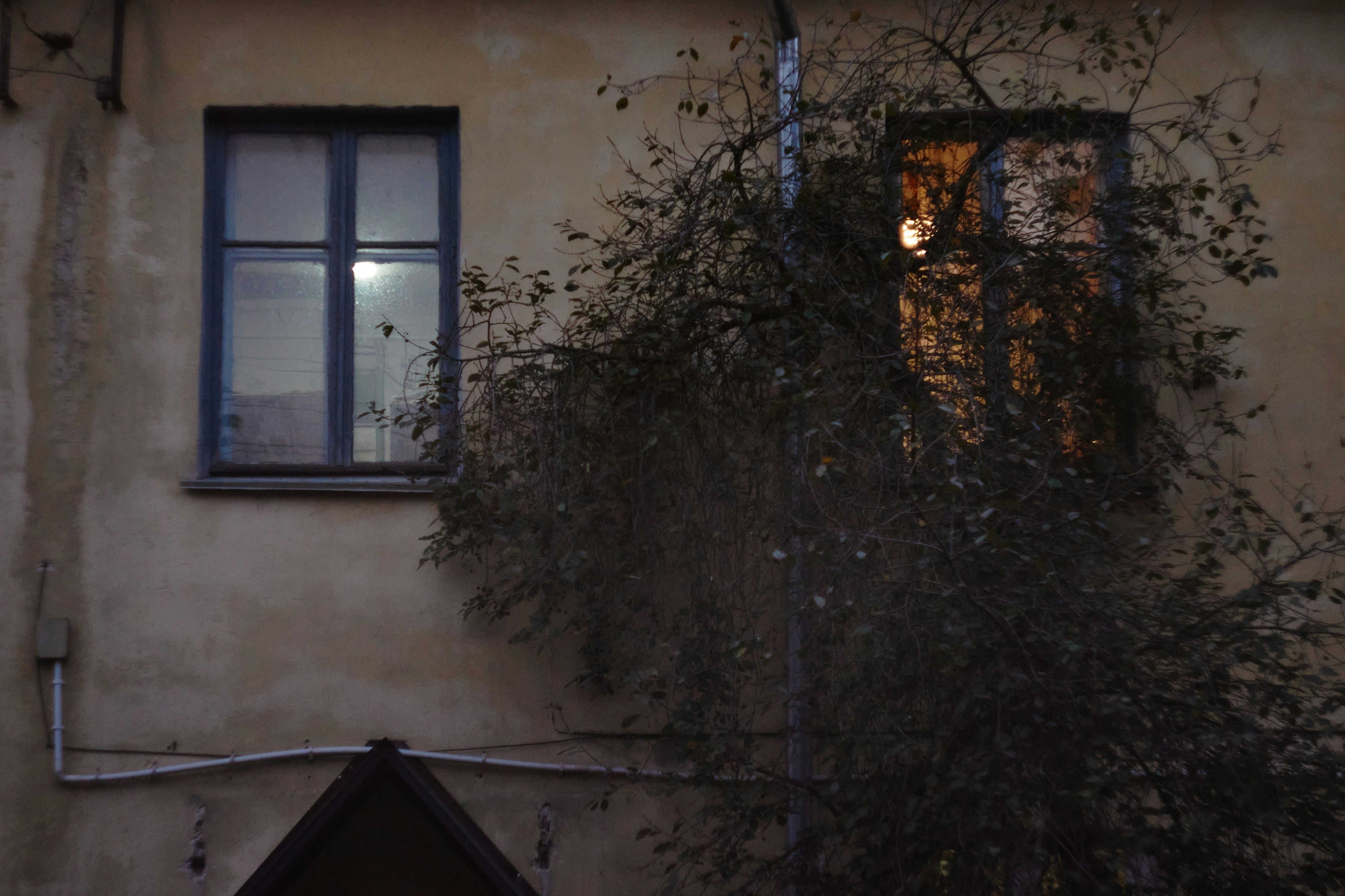 Building exterior with two windows and overgrown plant.