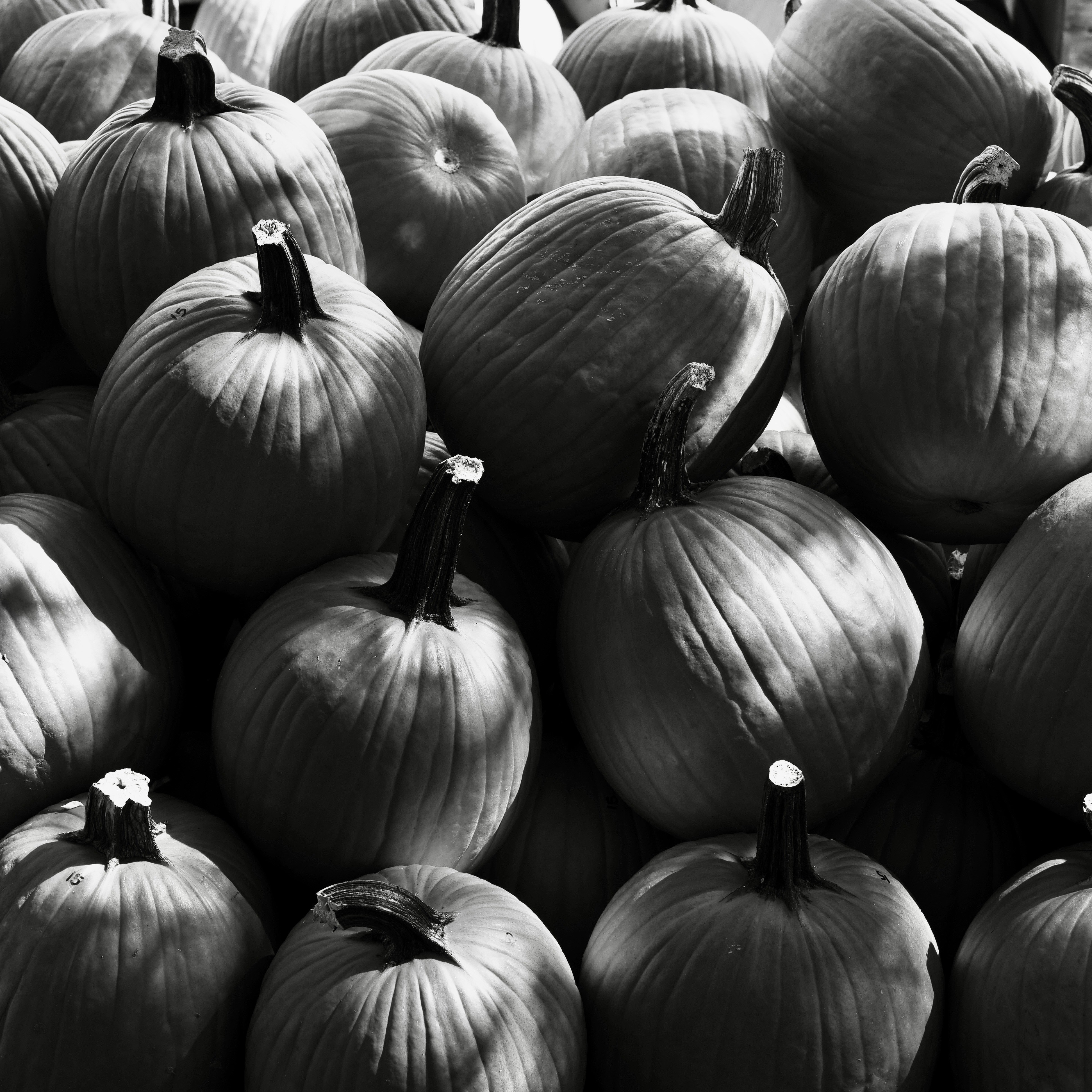 Harvest Harmony: A Study in Form and Texture