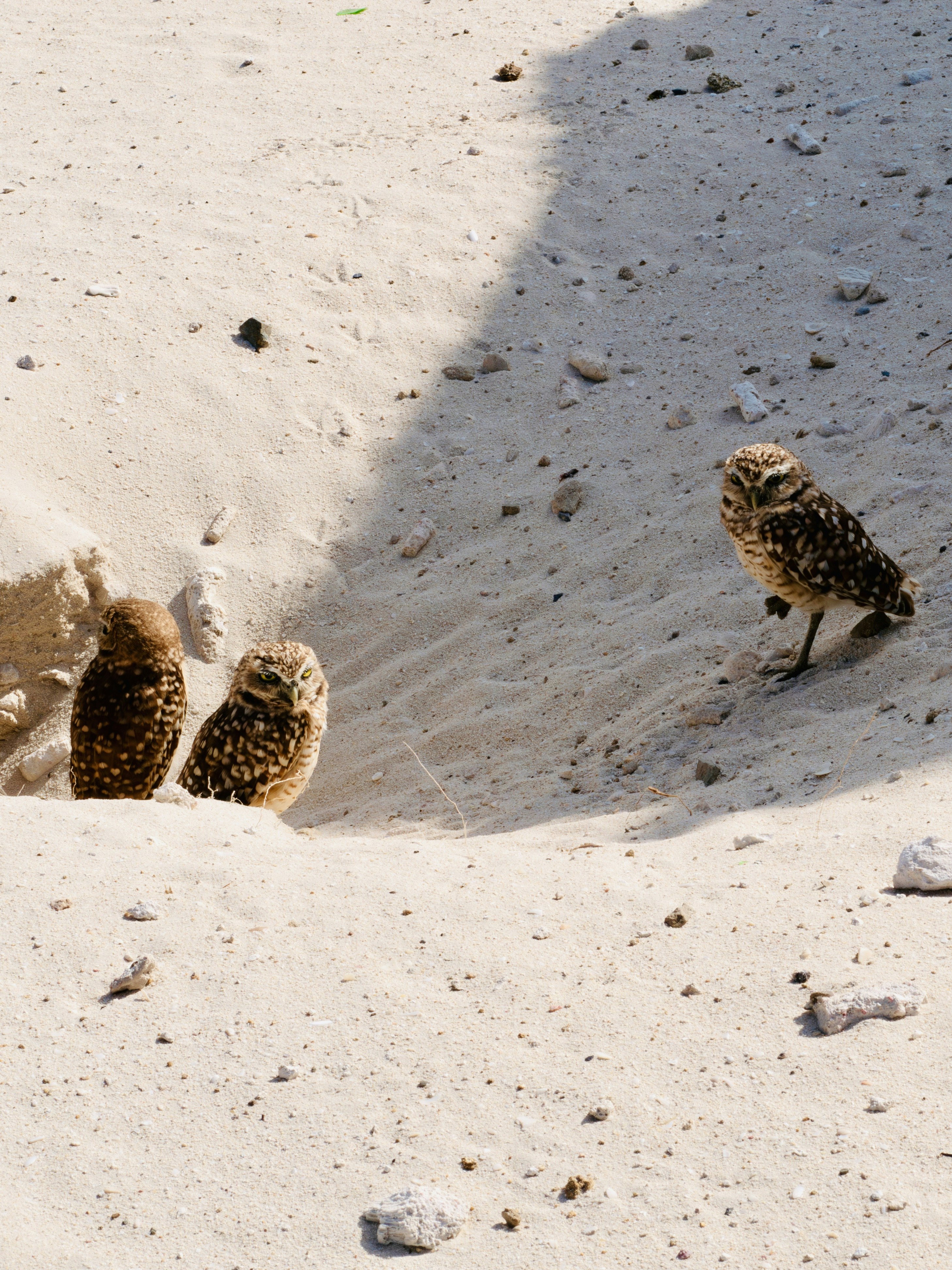 Dune Watchers: Three Burrowing Owls Survey the Sand