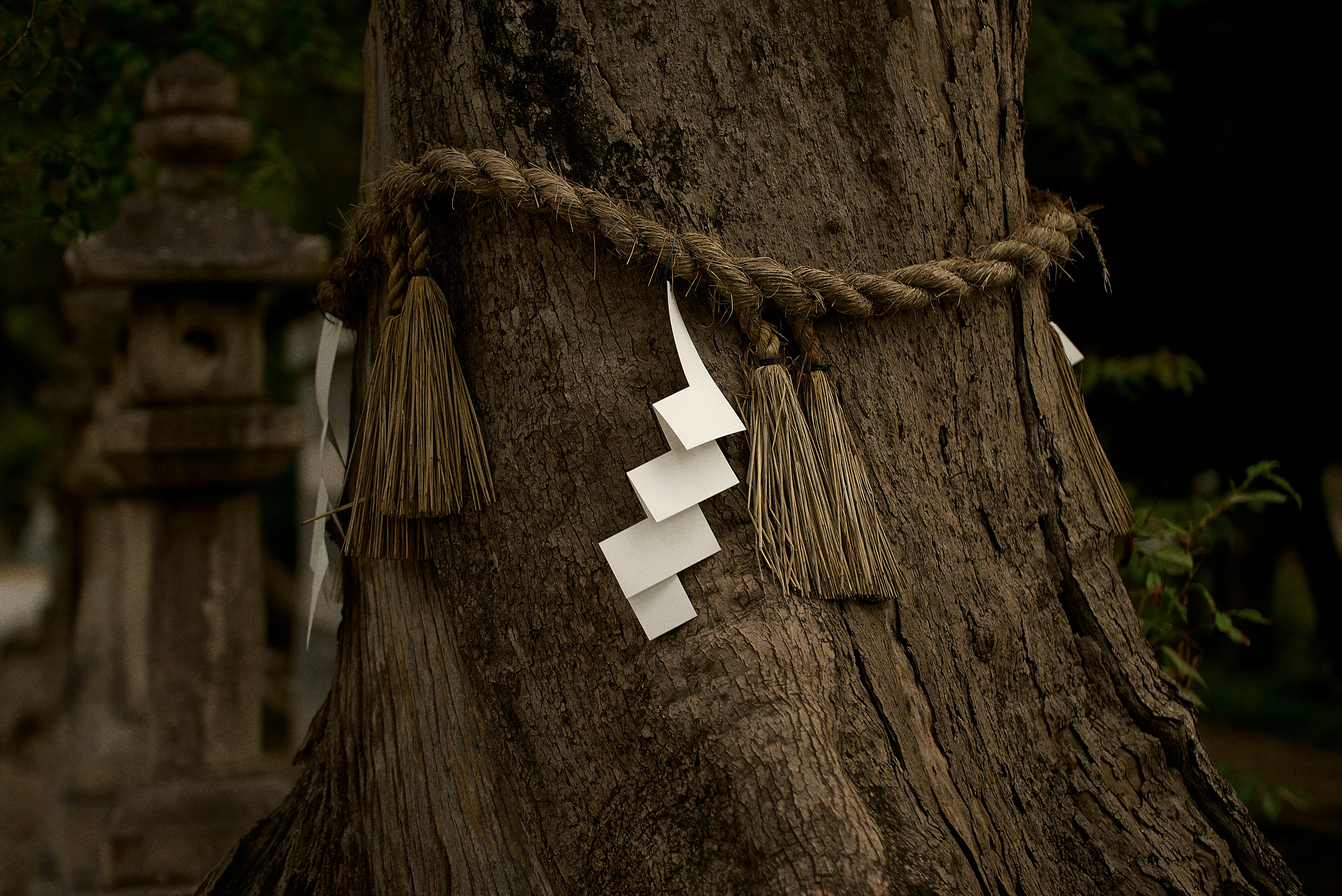 Whispers of Tradition: A Tree's Sacred Adornment