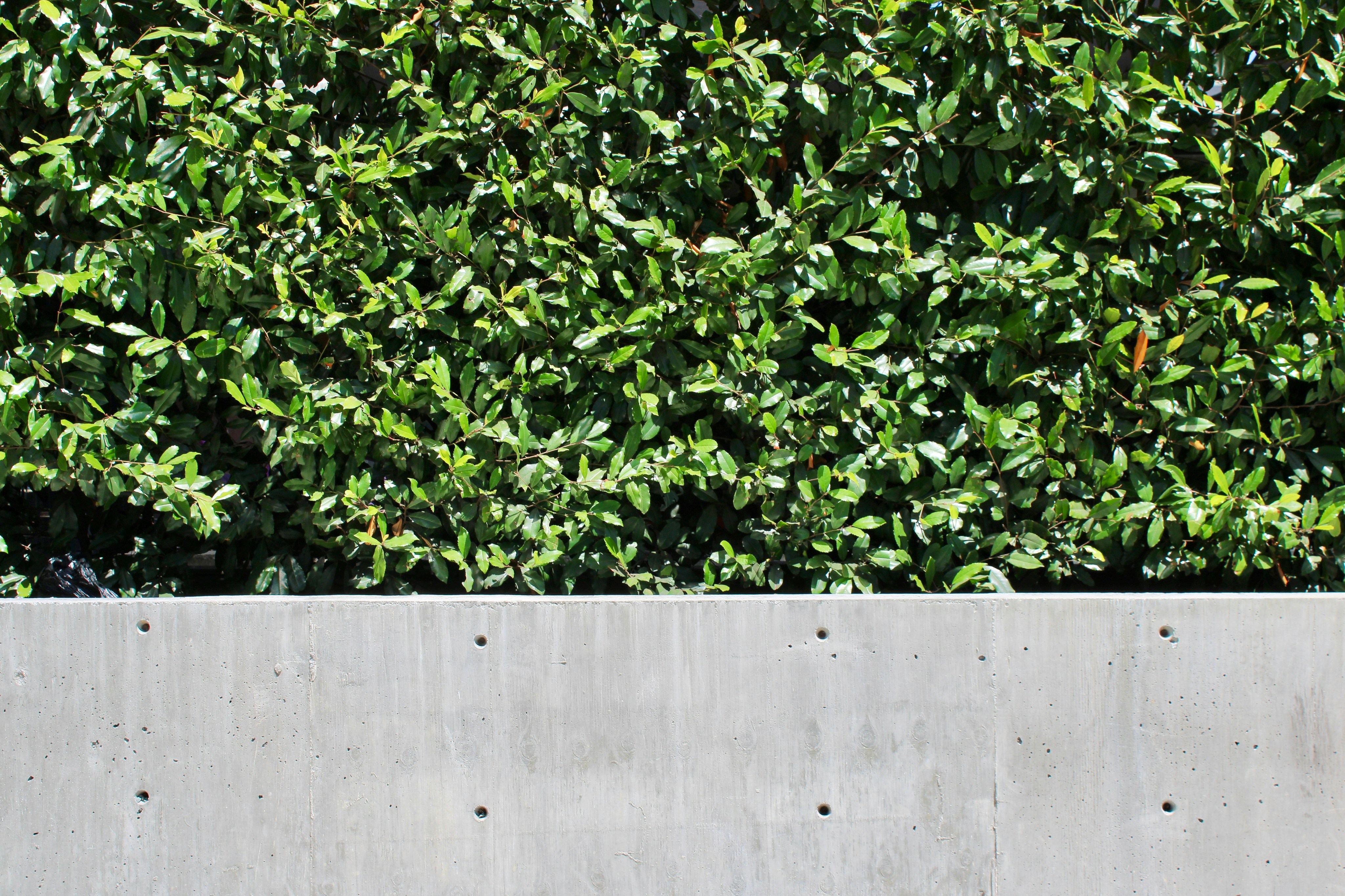 Green hedge with a concrete border photo – Free Image on Unsplash