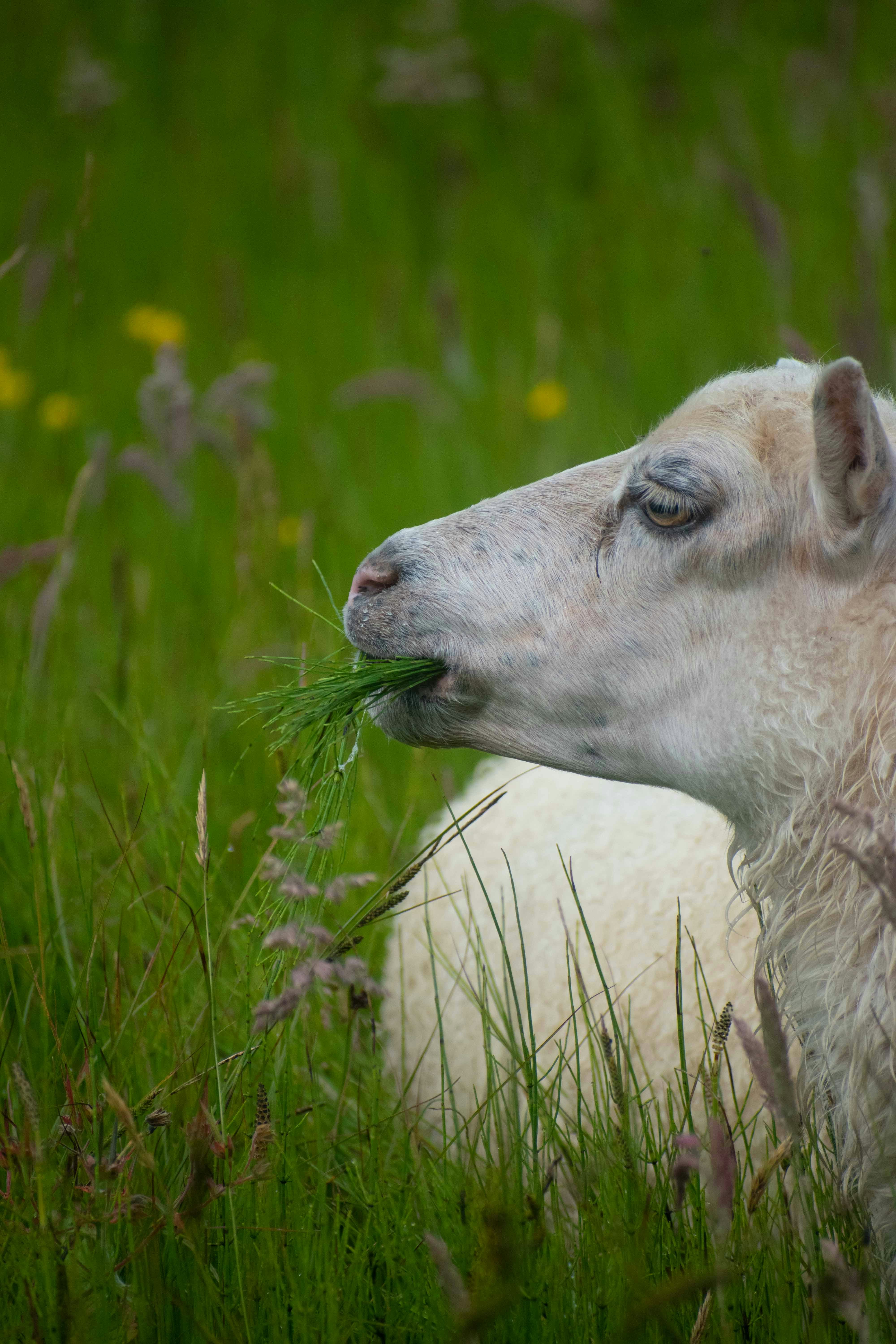 Grazing Serenity: A Sheep's Tranquil Moment
