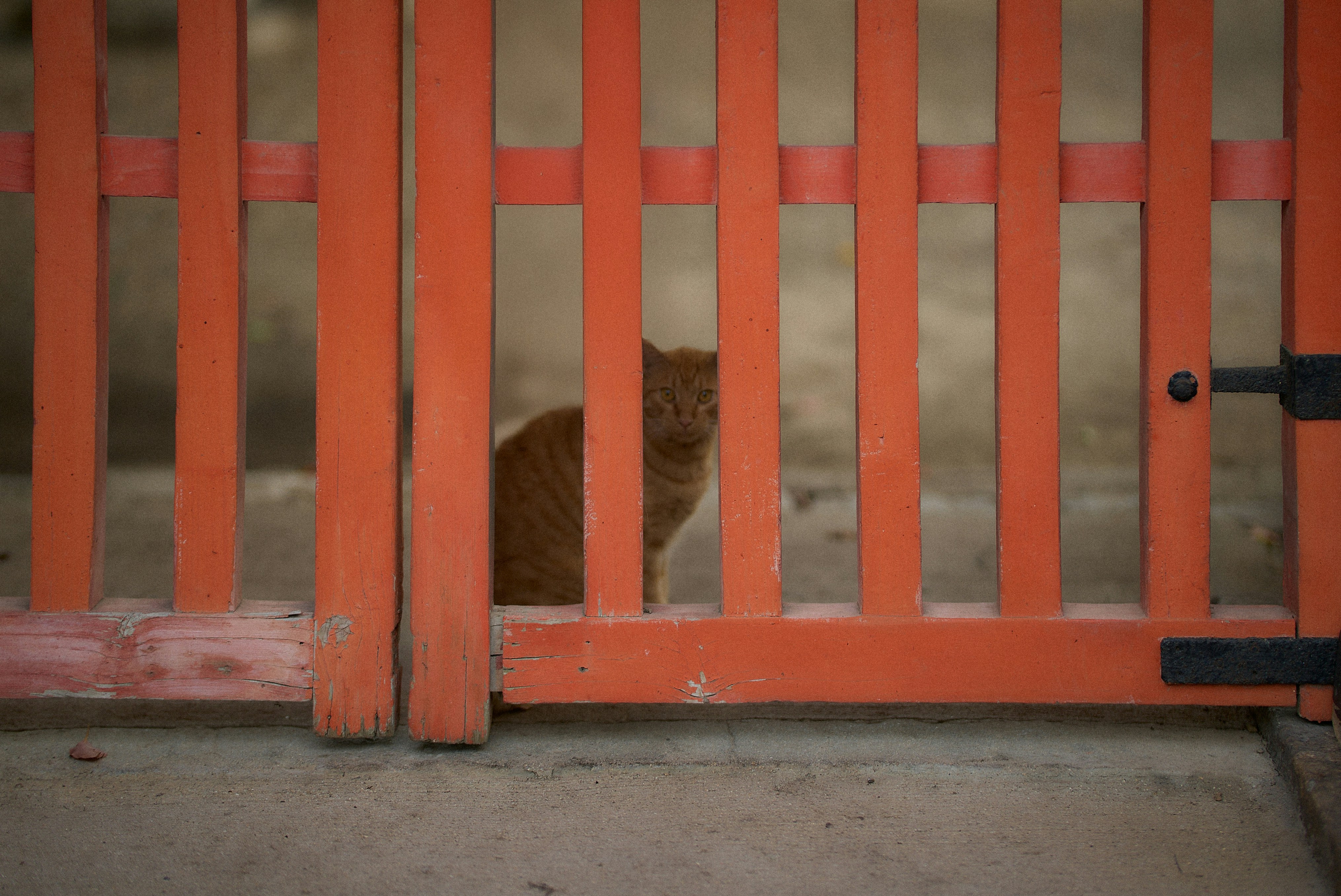 Whiskered Guardian Behind the Gate