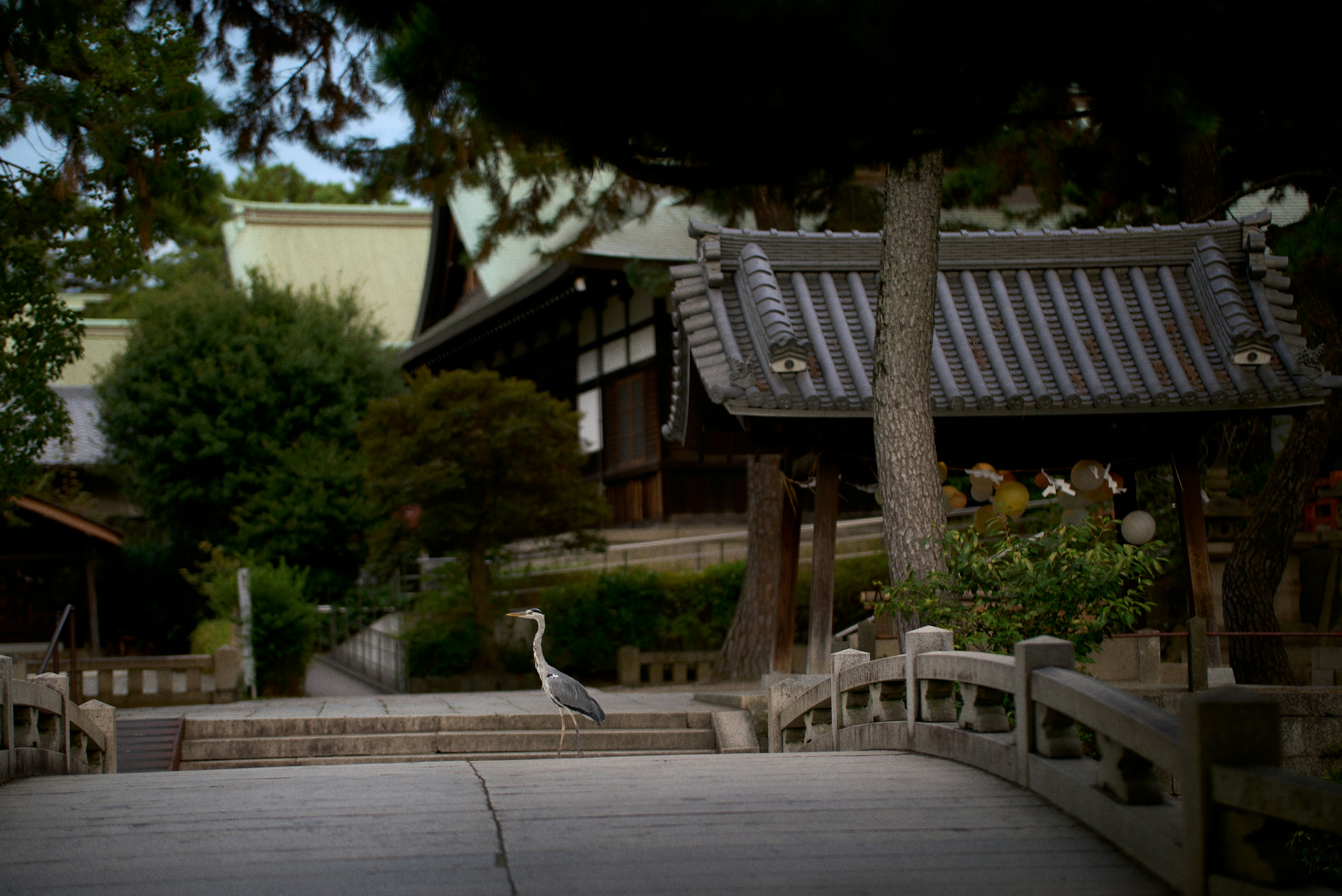Heron on the Stone Bridge, Quiet Shrine Courtyard at Dusk