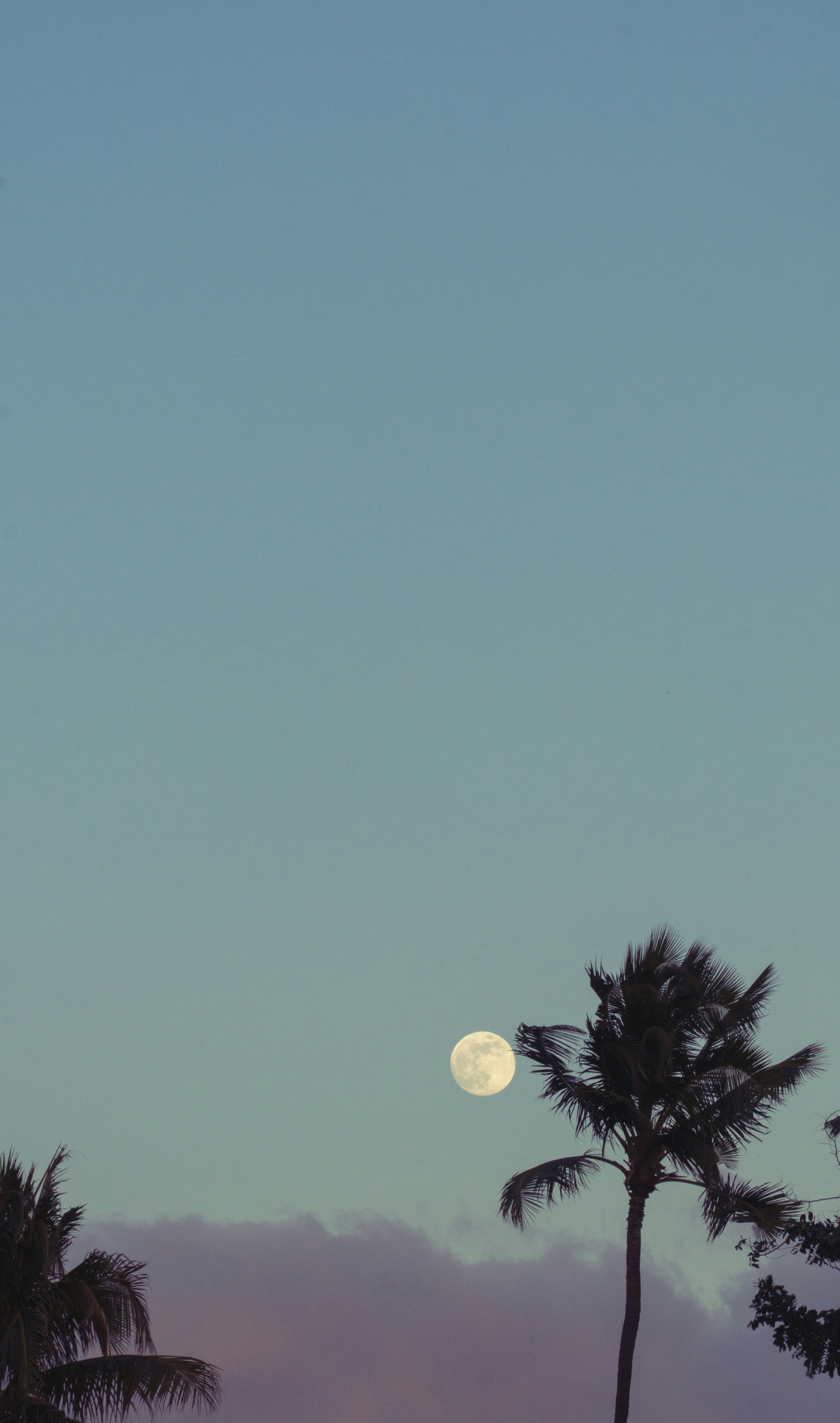 Full moon rises above palm trees at dusk