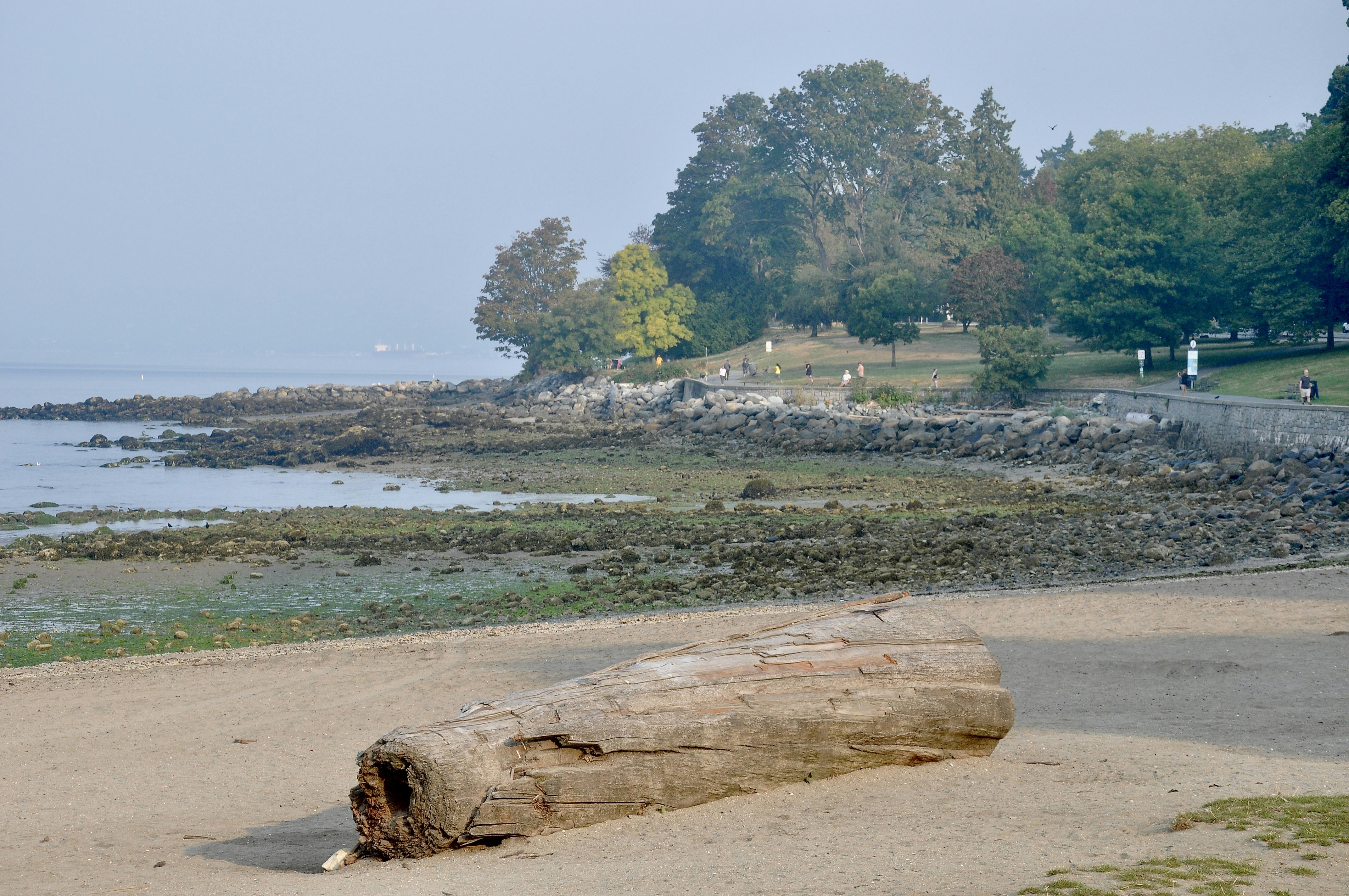 Whispers of the Shoreline: A Tranquil Encounter