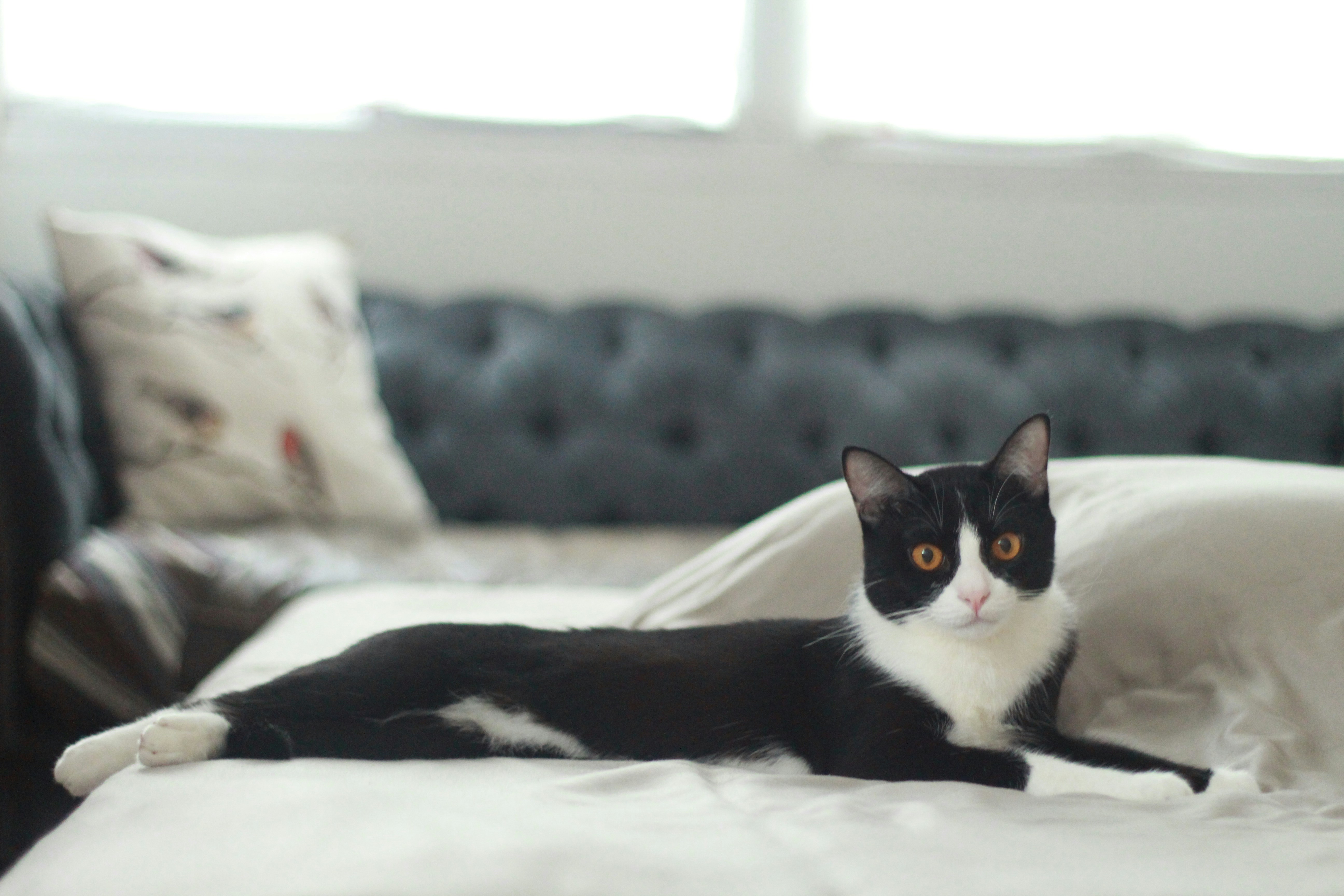 The Regal Relaxation of a Feline Monarch