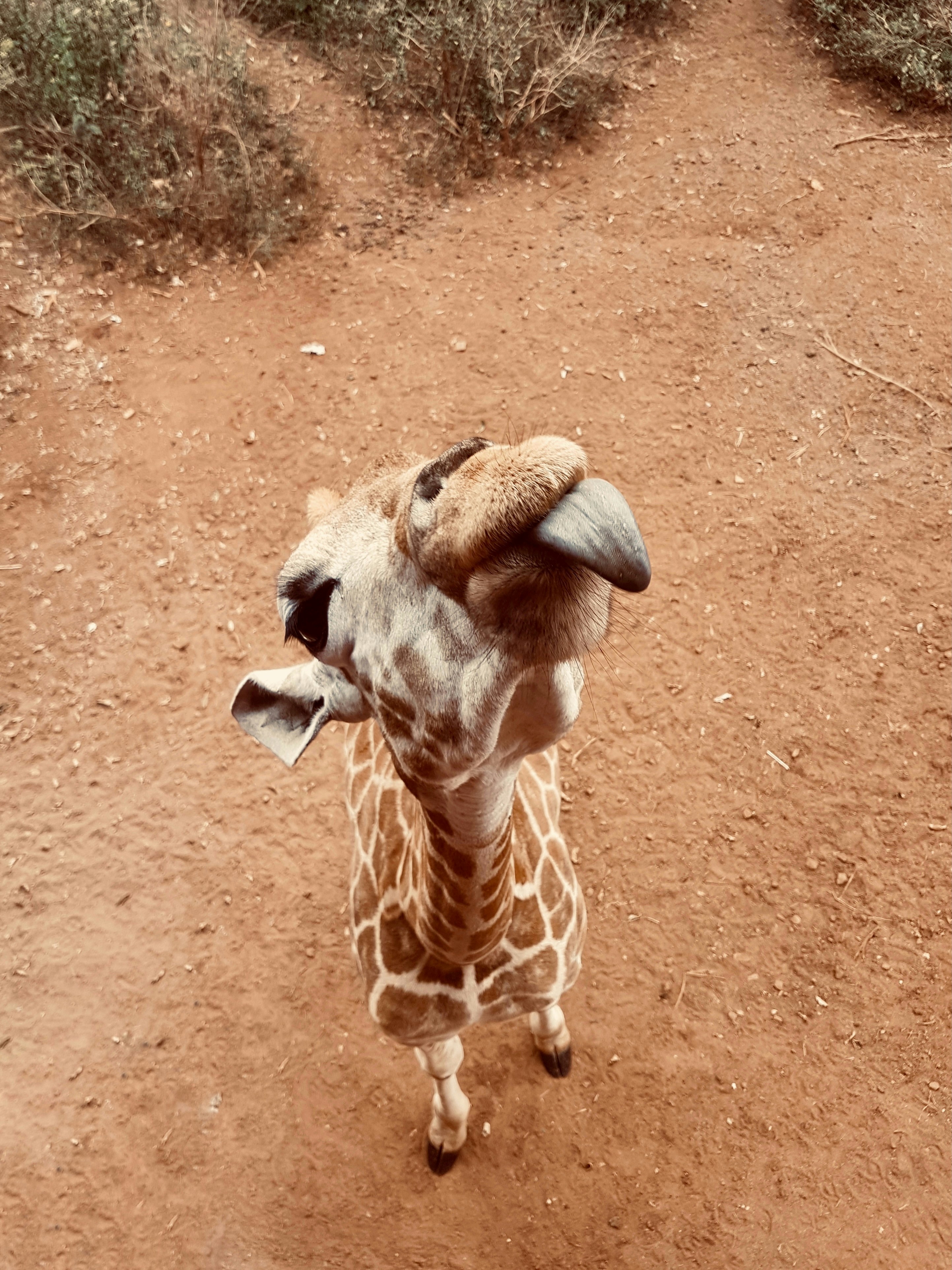 Giraffe sticking its tongue out towards the camera.