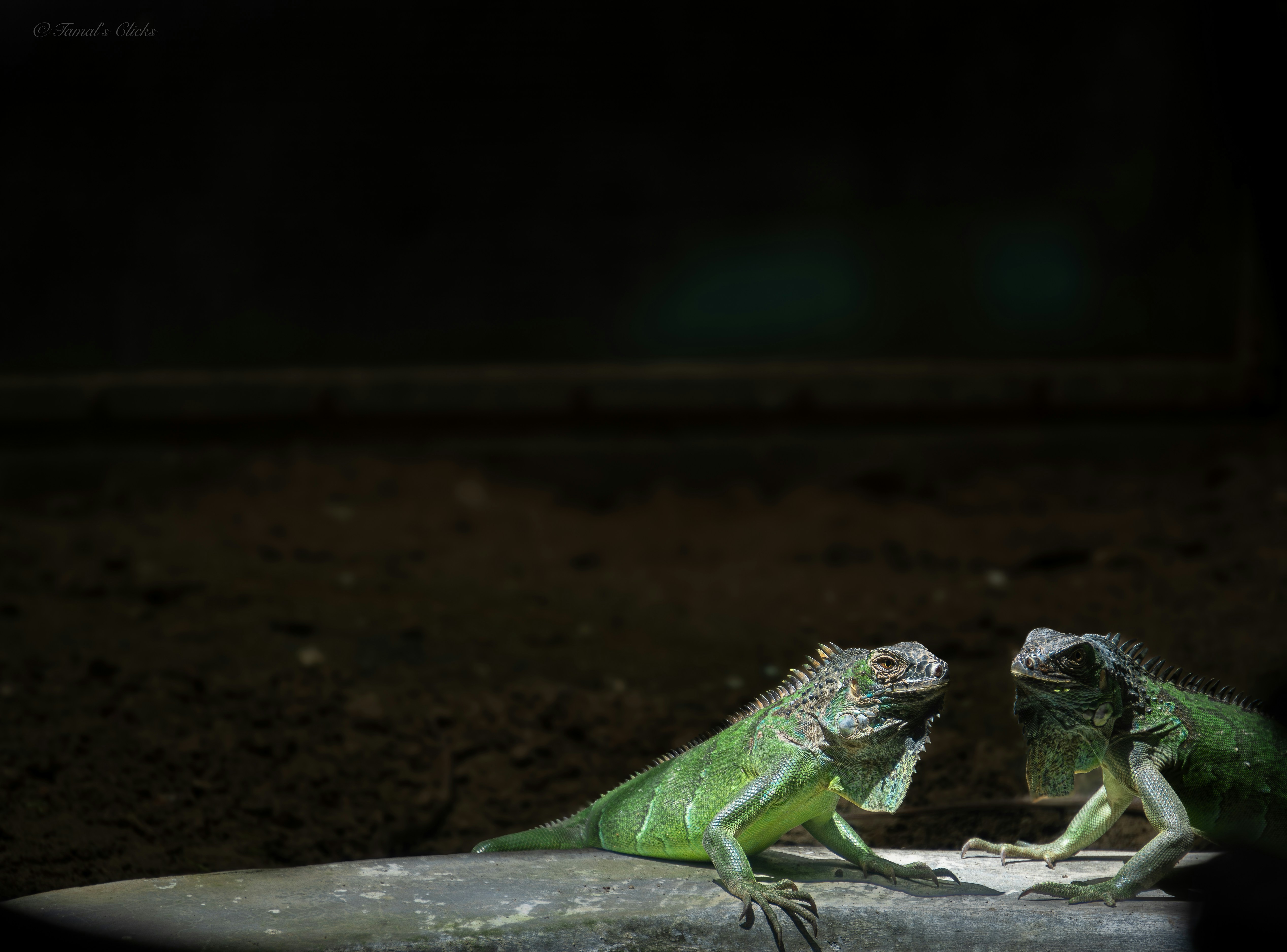 The Serene Standoff of Green Guardians