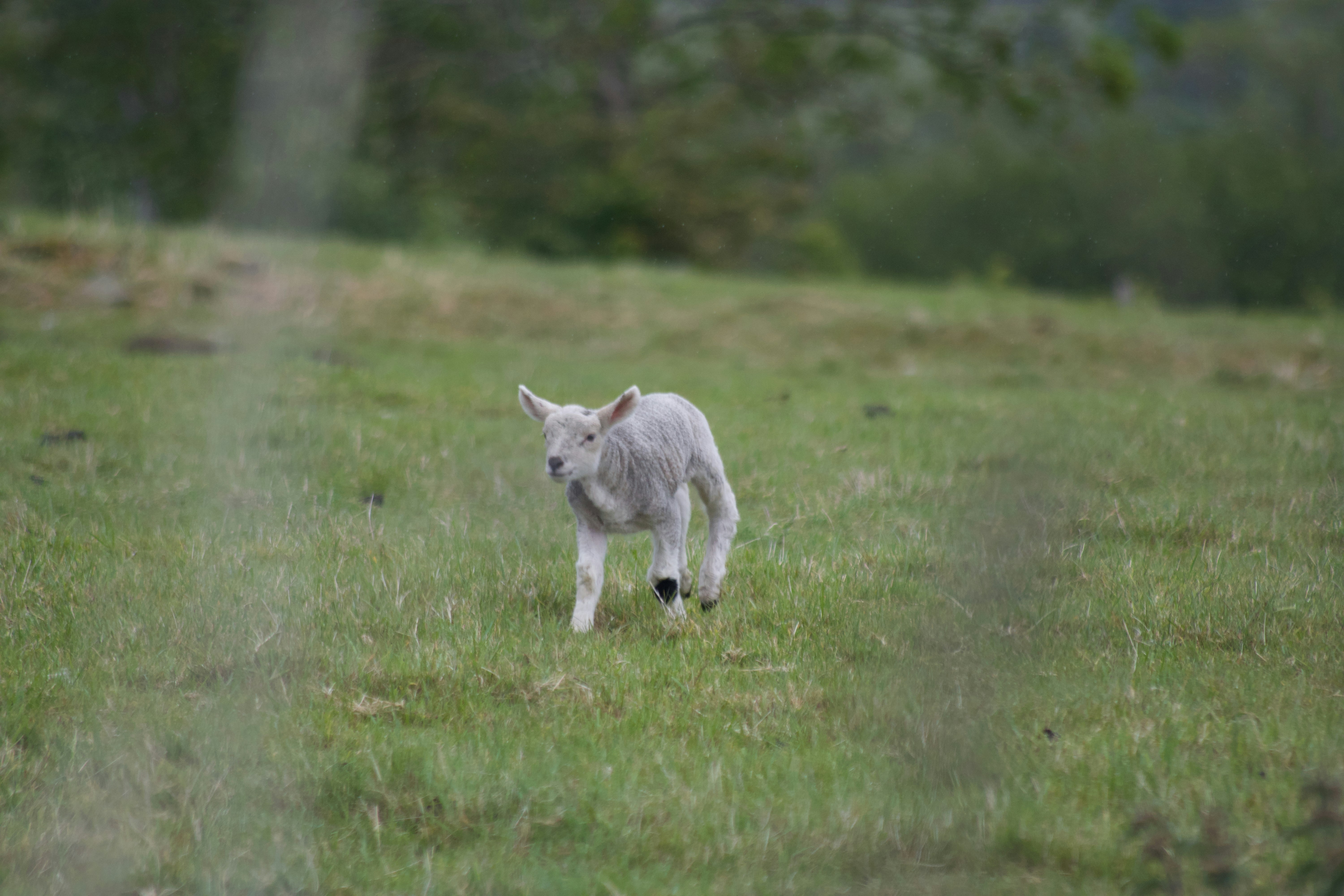 Gentle Wanderer in a Green Expanse