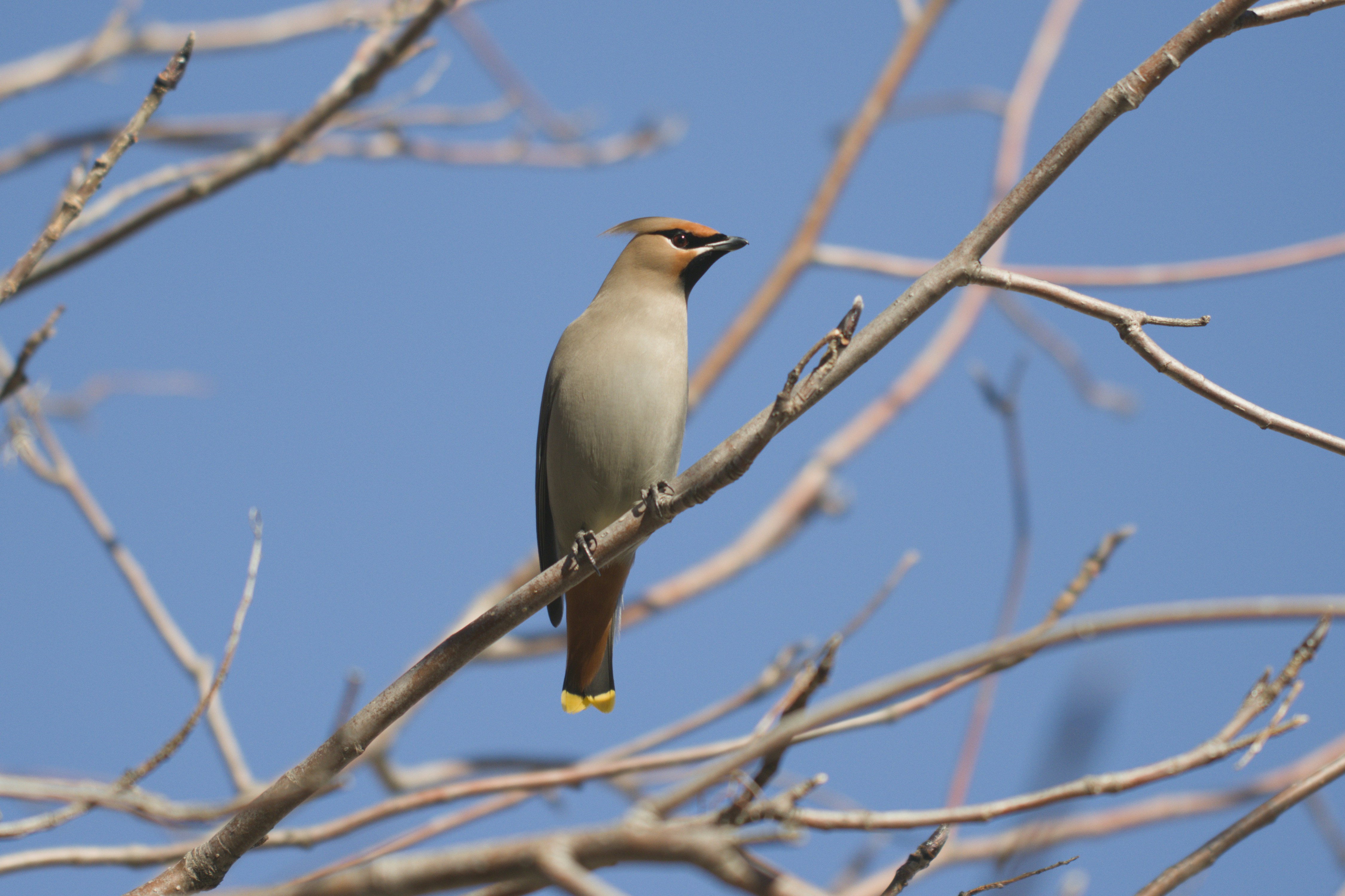Cedar waxwing | A bird perched on a bare tree branch