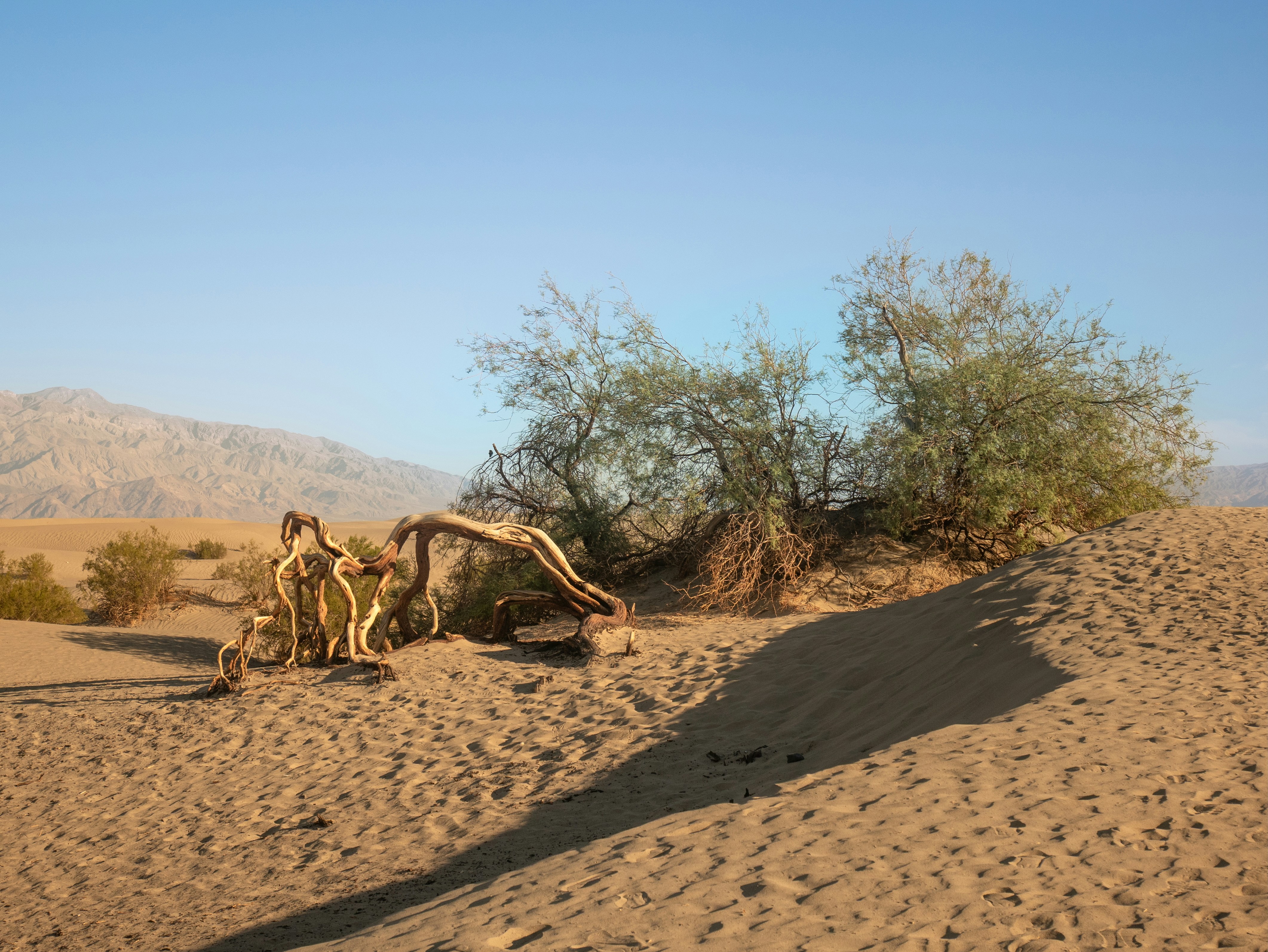 Gnarled tree roots intertwine with sparse vegetation against a backdrop of rolling sand dunes under a clear sky.