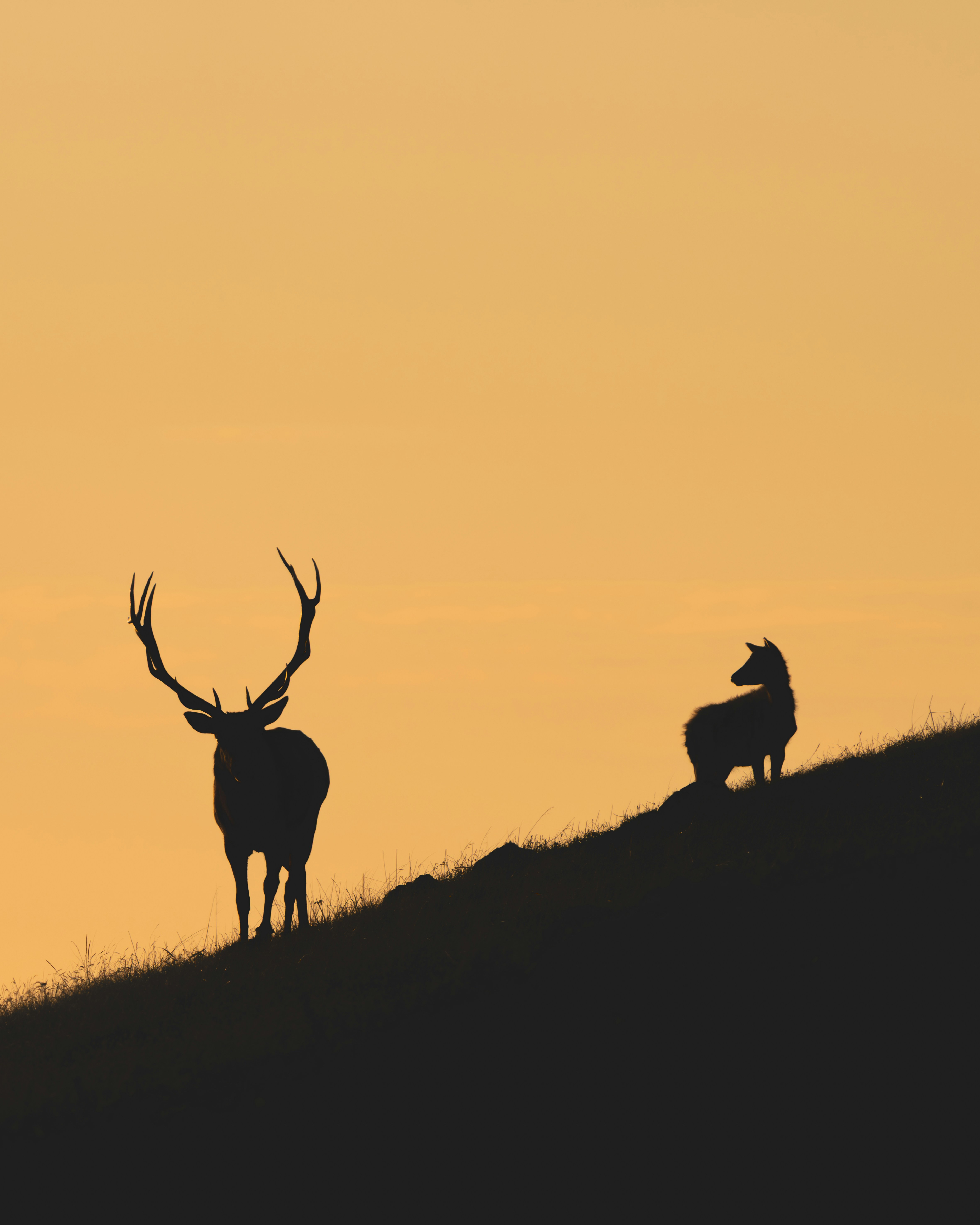 Deer and sheep silhouetted on a grassy hill at sunset.