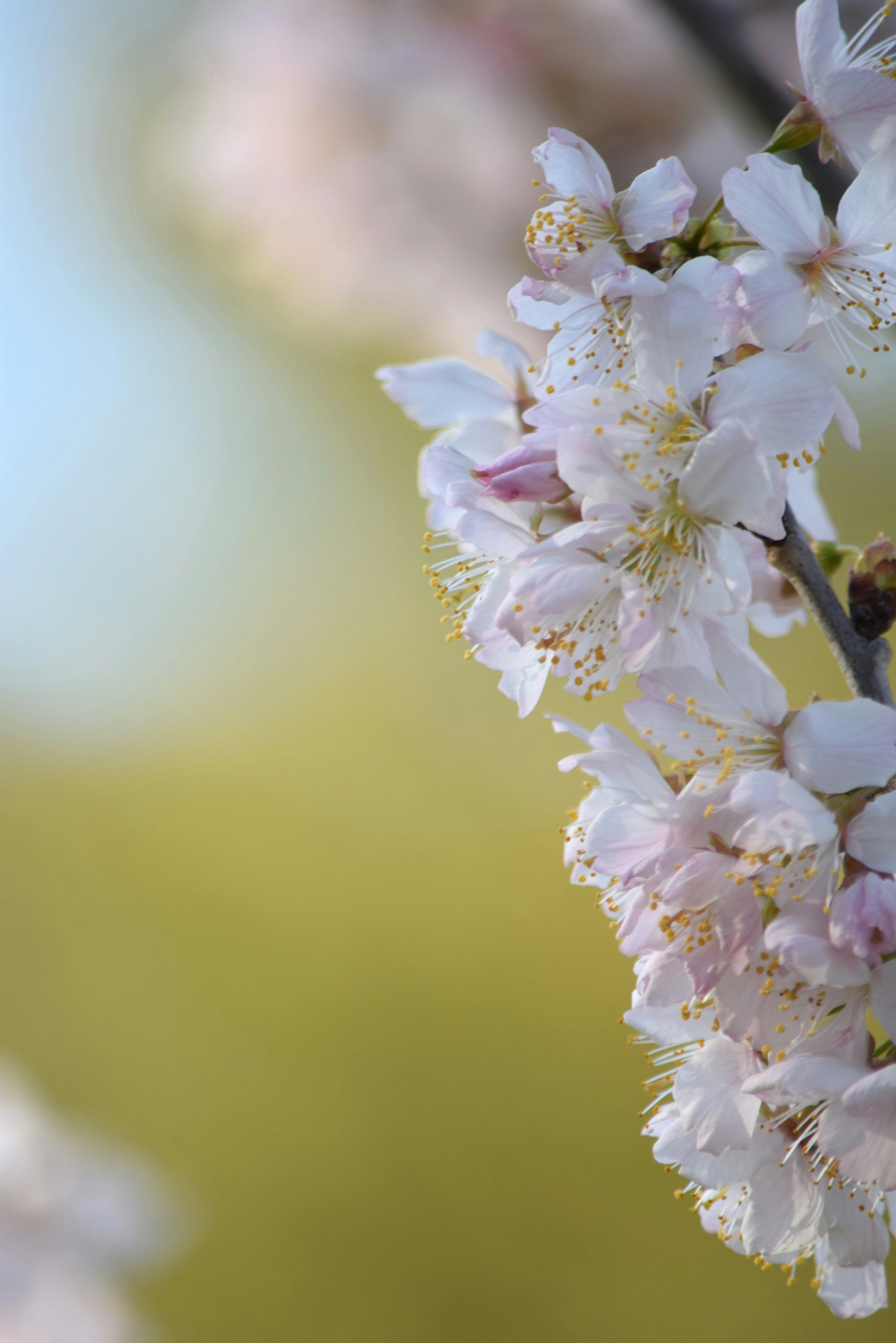 Whispers of Spring: Cherry Blossom Elegance