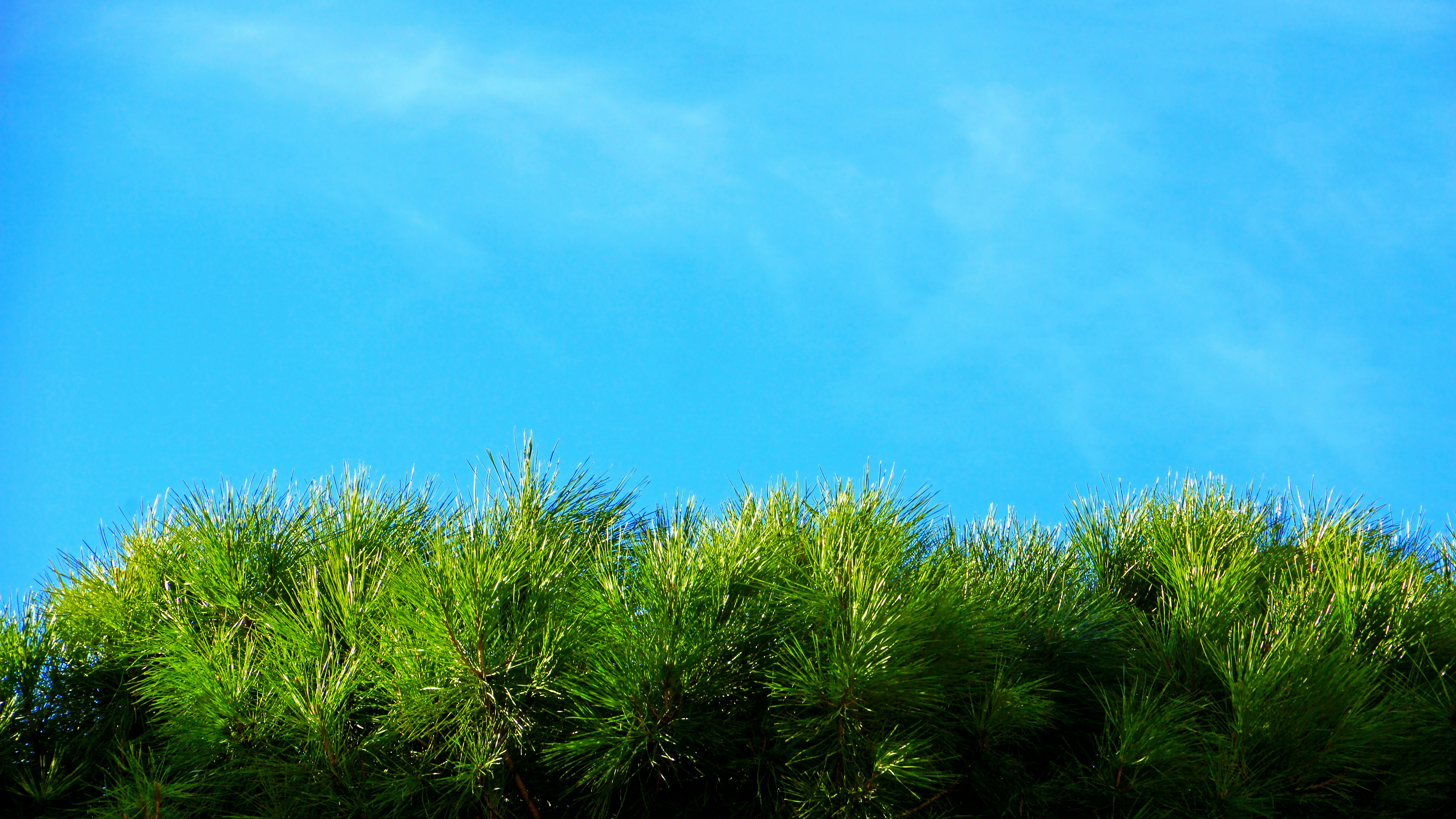 Verdant Canopy Against a Cerulean Canvas